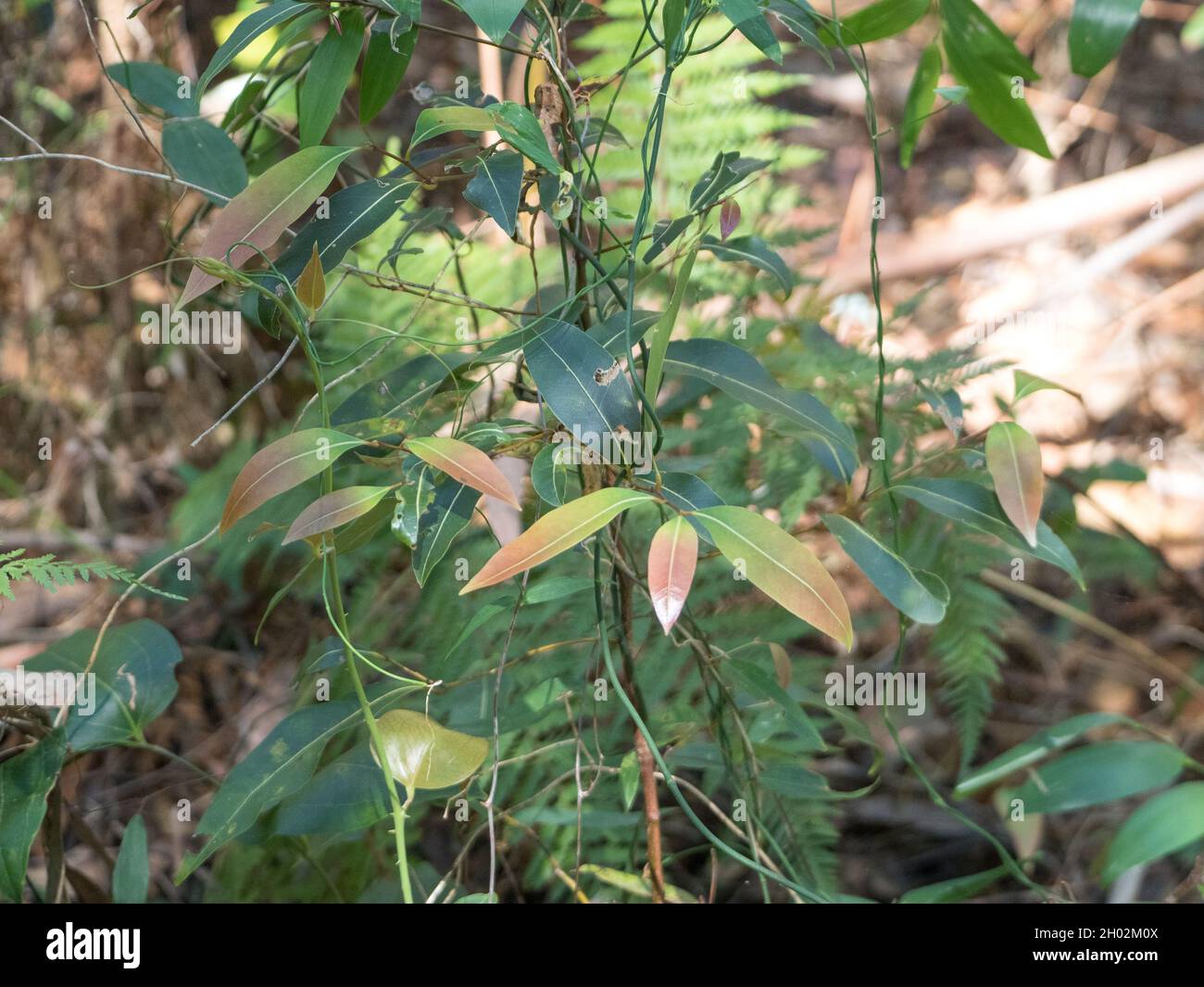 Tropical Vines Australia: Native and Exotic Species Thriving in the Bush