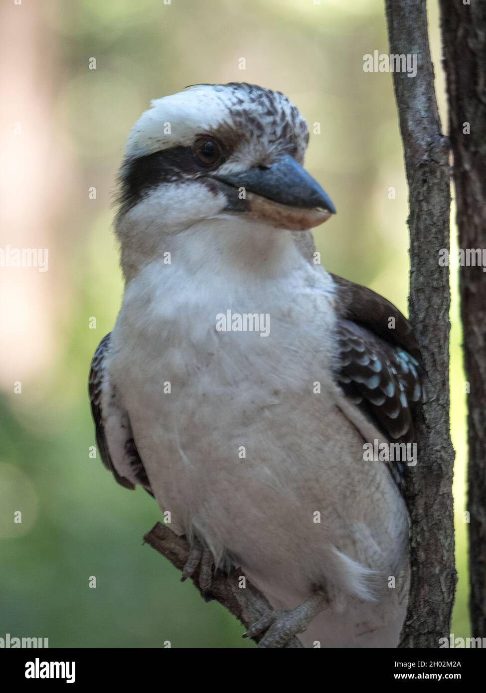 Birds closeup, a laughing Kookaburra or Kingfisher, a native Australian ...