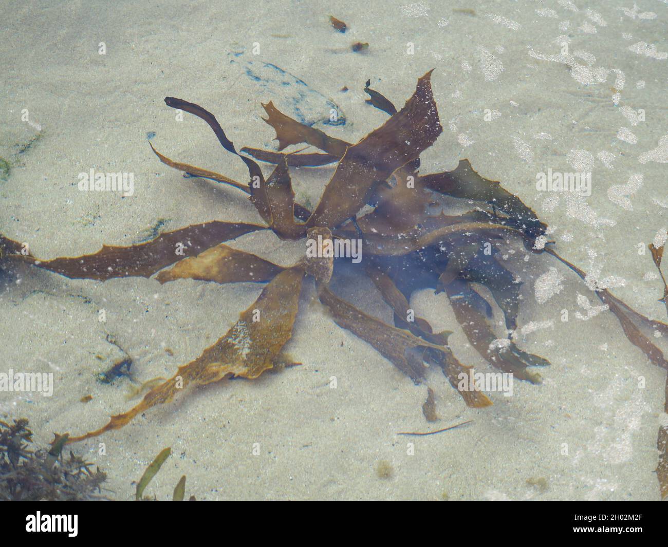 Seaweed or kelp in the shallow water, sand under, Australian coast ...