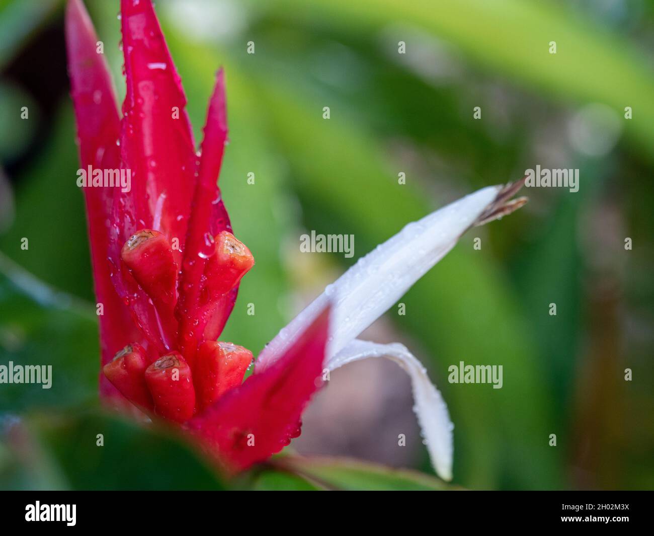 Heliconia angusta red holiday hi-res stock photography and images - Alamy