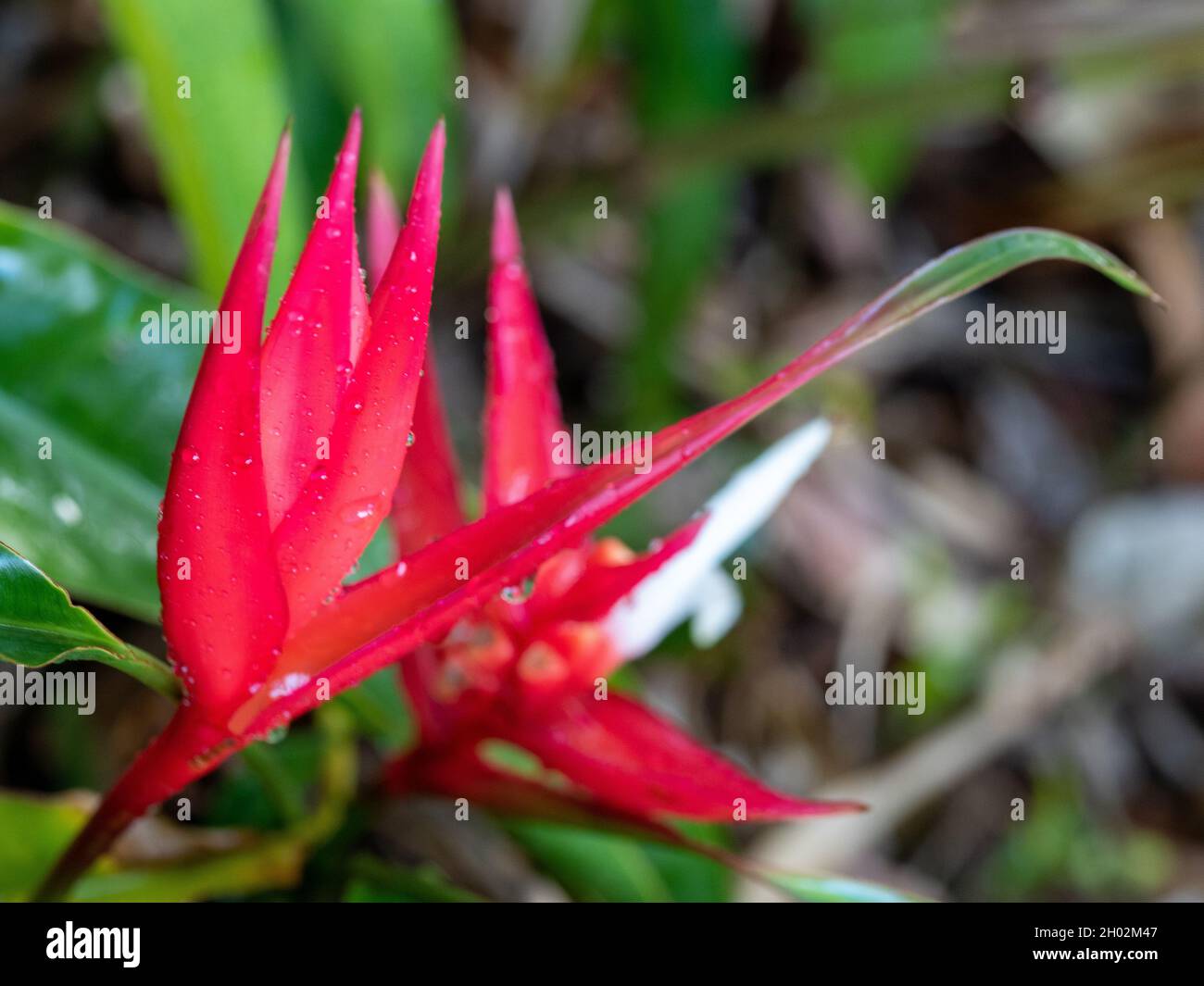 Heliconia angusta red holiday hi-res stock photography and images - Alamy