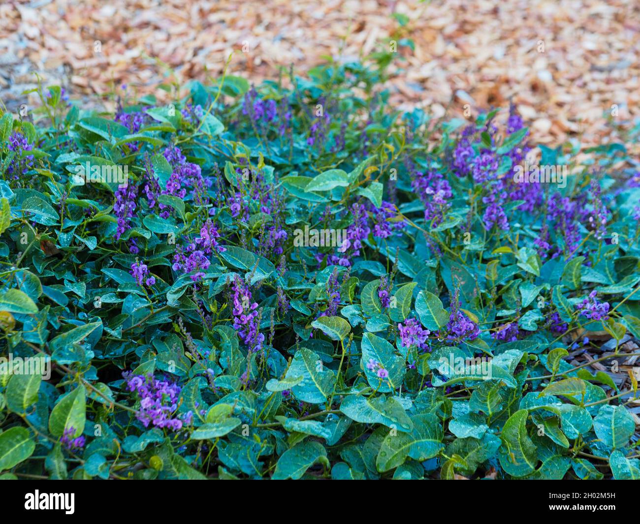 A purple flowering clump of green leafed Happy Wanderer plant ...