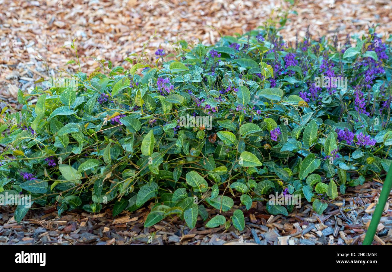 A purple flowering clump of green leafed Happy Wanderer plant ...