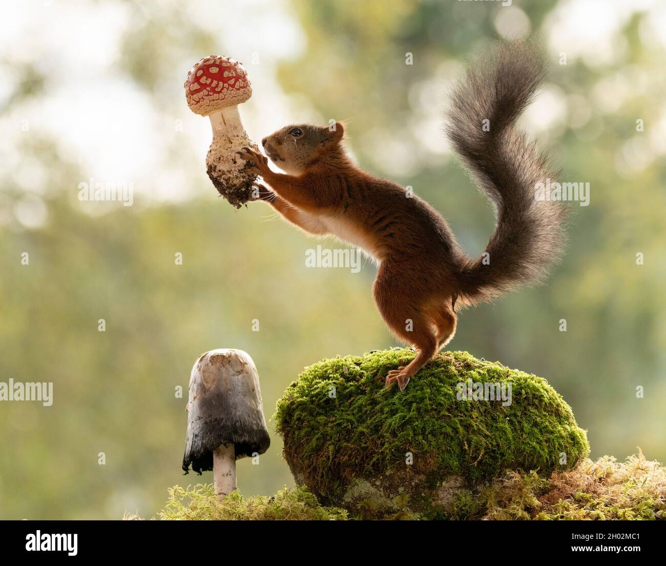 Red Squirrel Is Holding An To A Mushroom High Resolution Stock ...