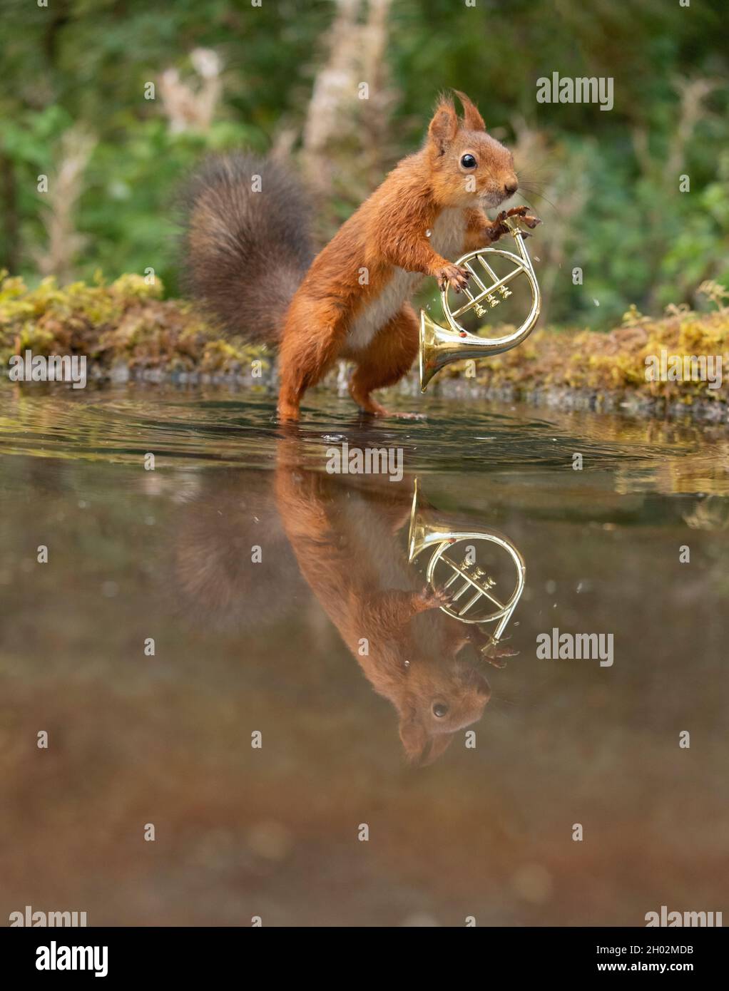 Red squirrel is holding a french horn hi-res stock photography and ...