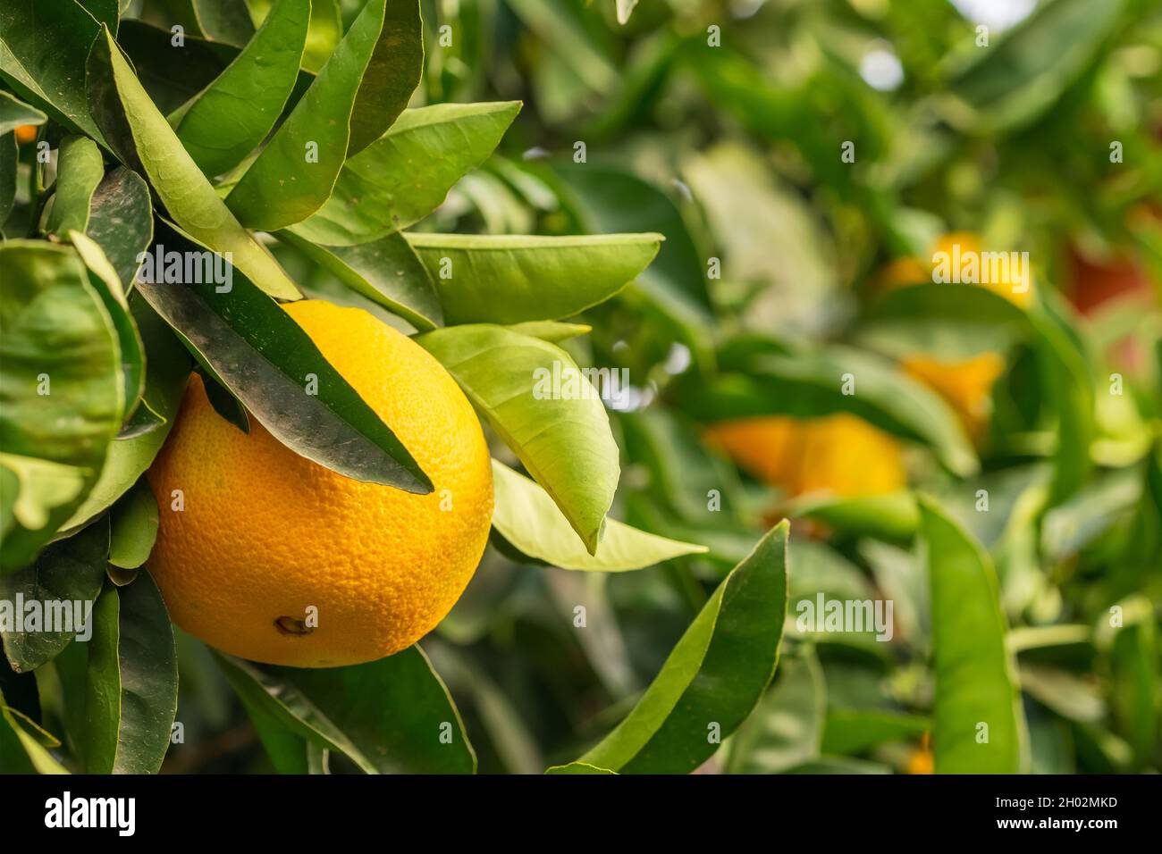 Fruit harvest harvesting oranges hi-res stock photography and images ...