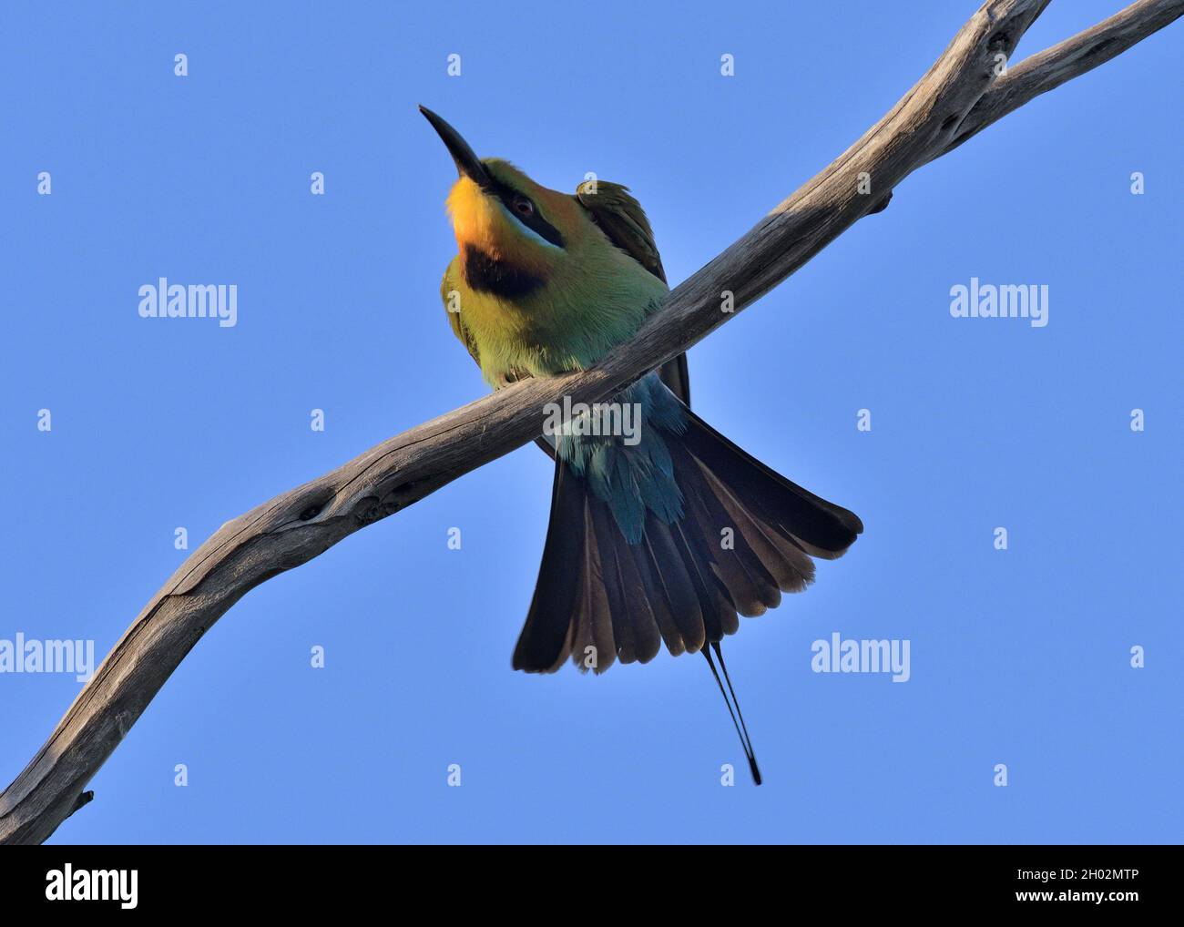 Rainbow Bee-eater (Merops ornatus) - a brightly coloured native bird ...