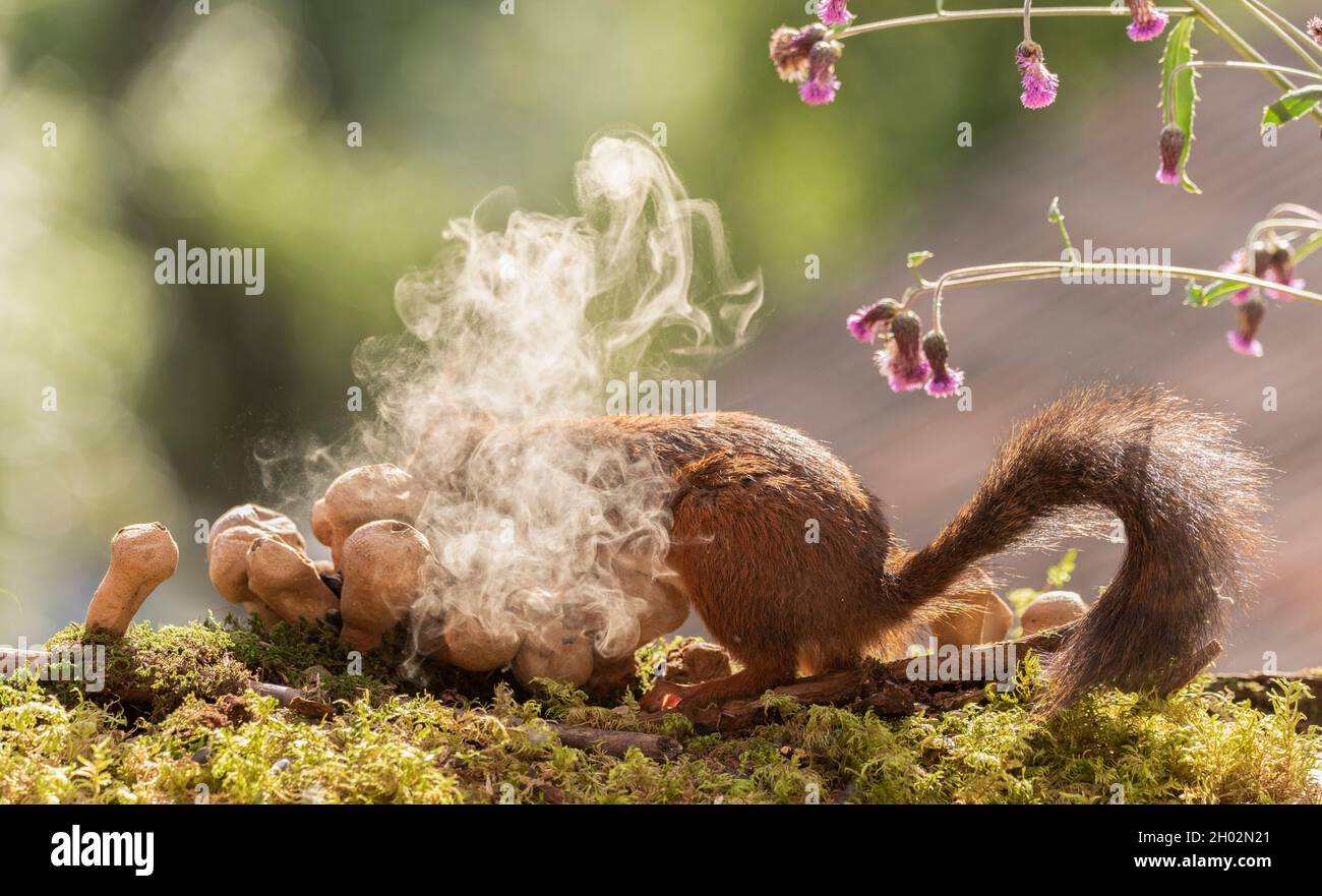 Puffball smoke hi-res stock photography and images - Alamy