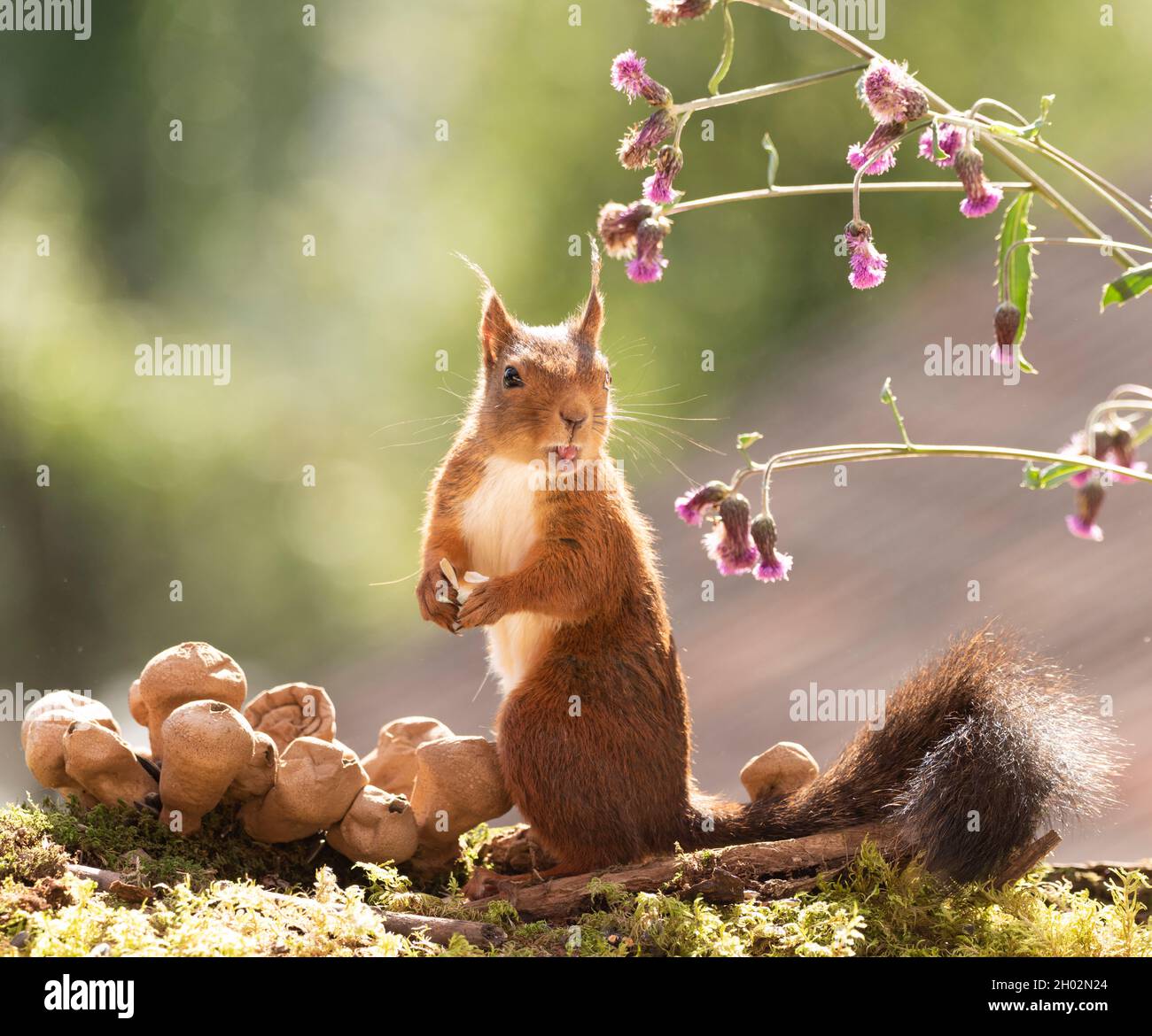 Squirrel tongue out hi-res stock photography and images - Alamy