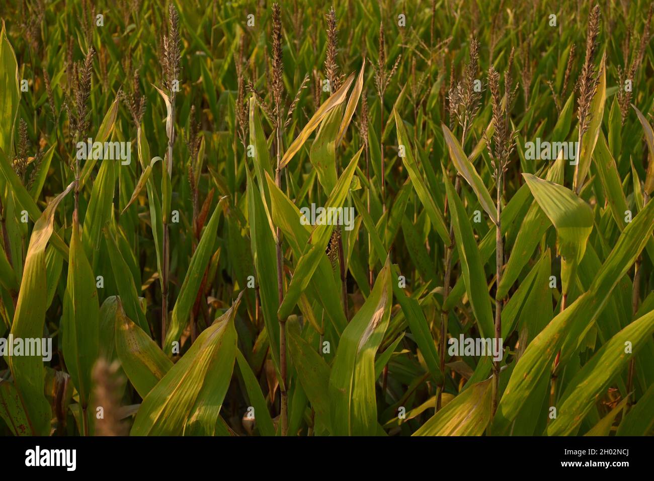 Ready to harvest time hi-res stock photography and images - Alamy