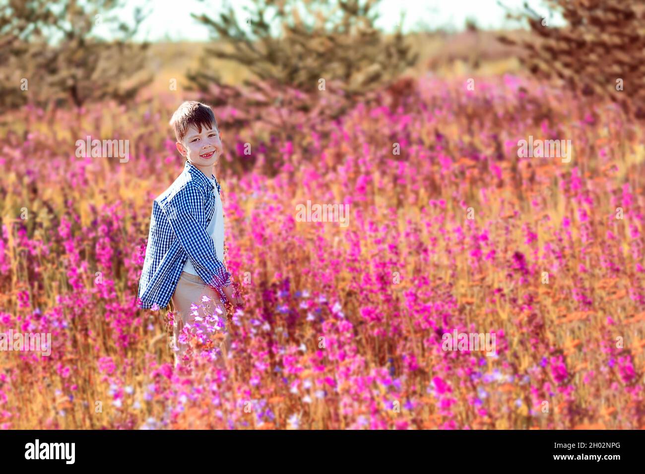 happy boy in a field with bright flowers. A field with pink flowers ...