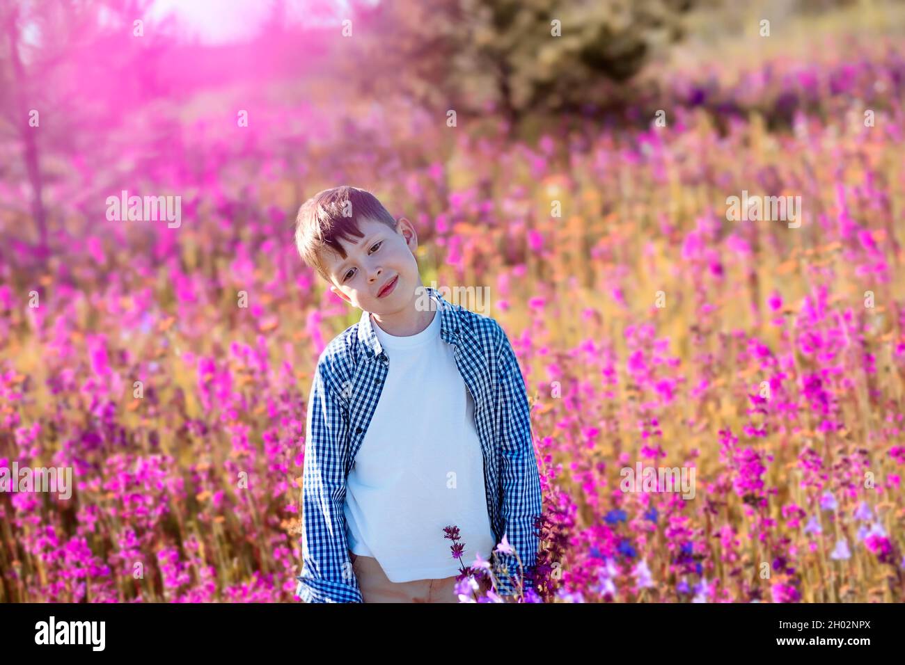 happy boy in a field with bright flowers. A field with pink flowers ...