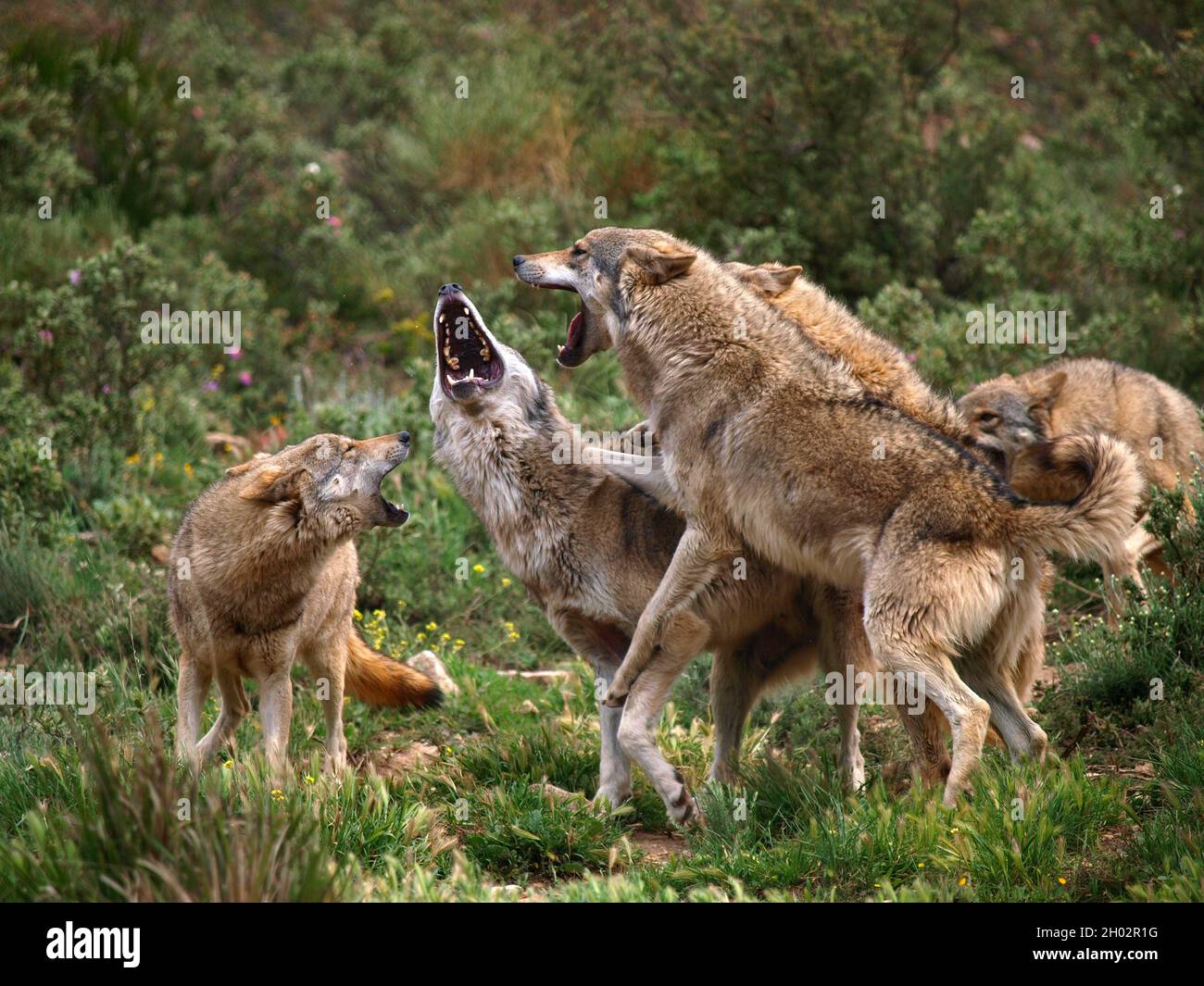 wolves in spain, Canis lupus Stock Photo - Alamy