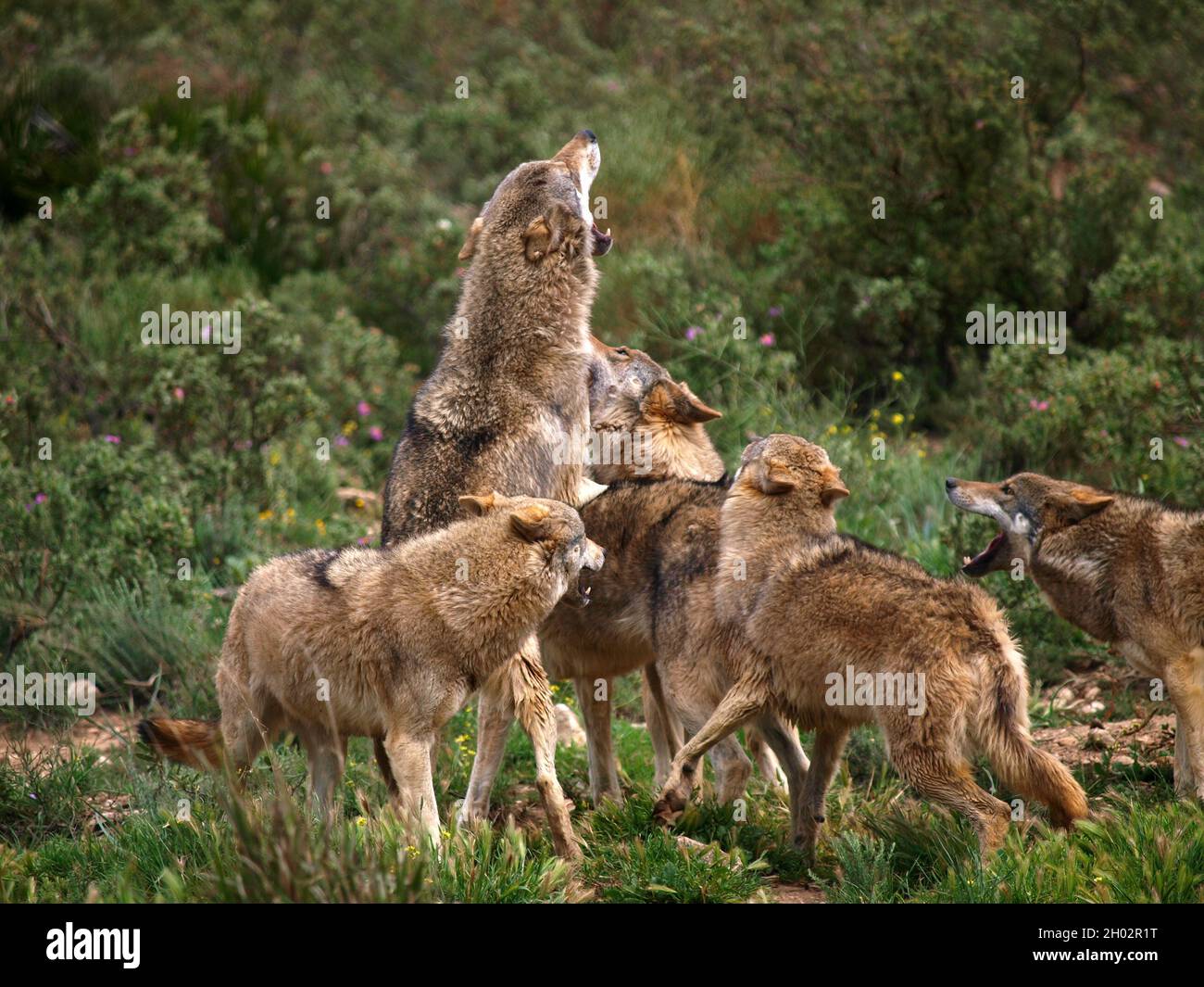 wolves in spain, Canis lupus Stock Photo - Alamy