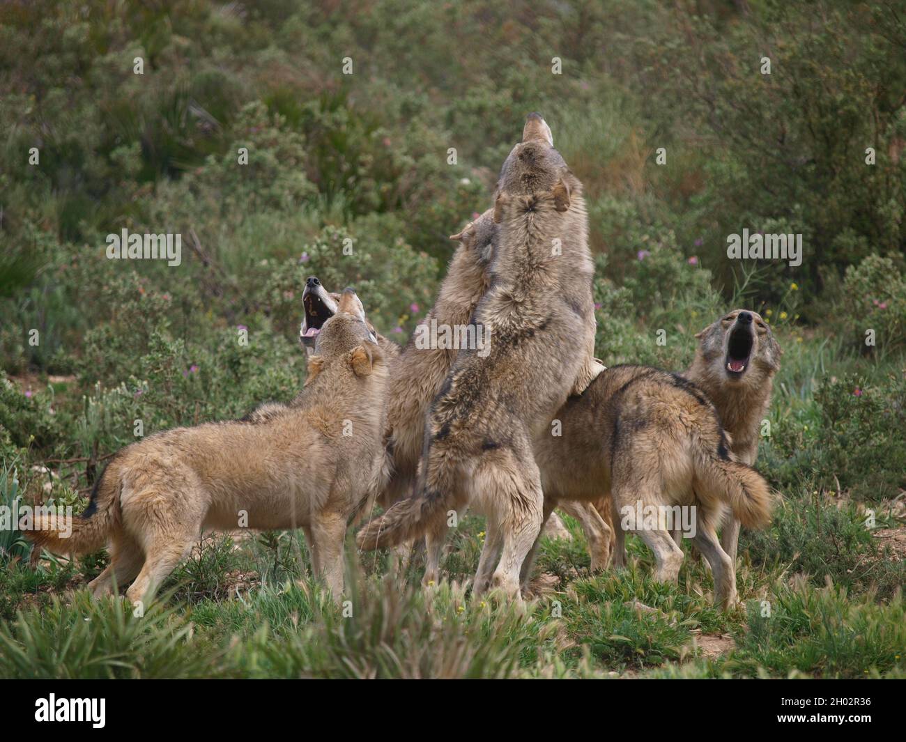 wolves in spain, Canis lupus Stock Photo - Alamy