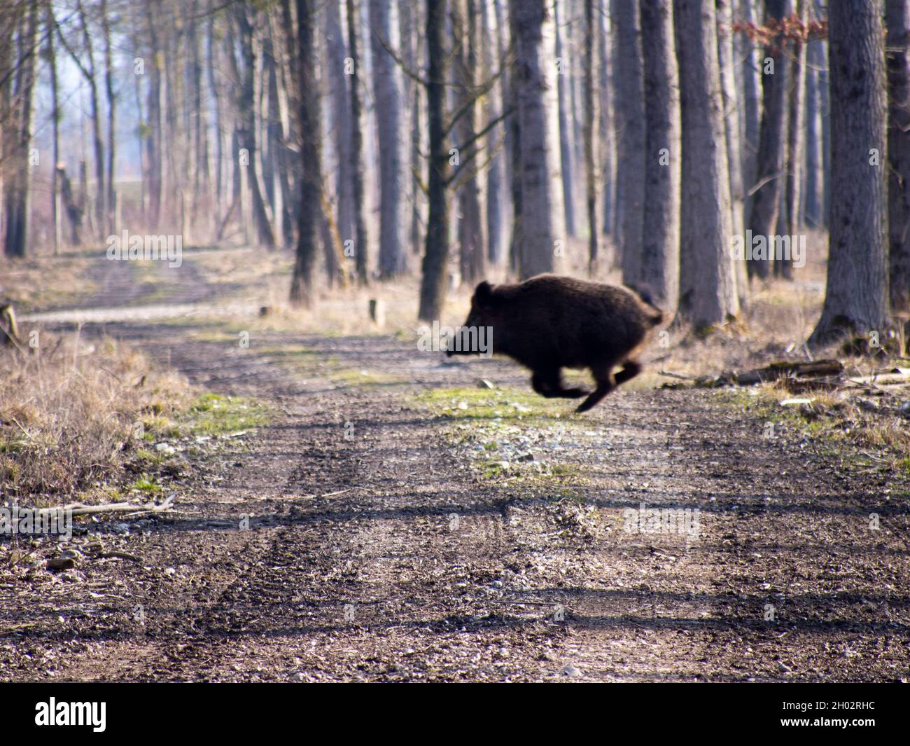 wild boar, sus scorfa in a riverside forest in austria Stock Photo - Alamy