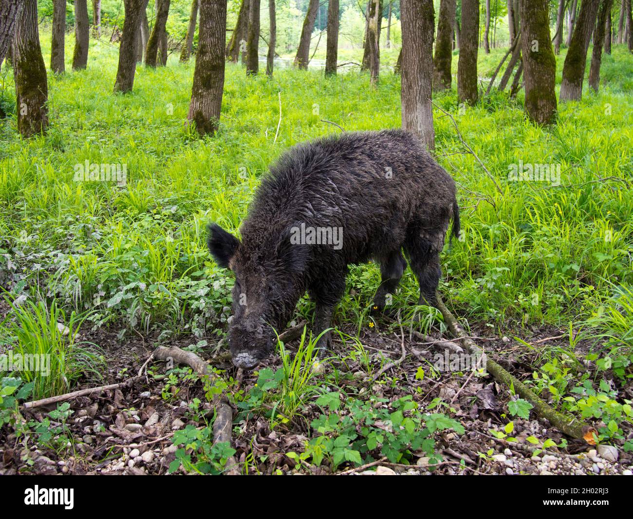 wild boar, sus scorfa in a riverside forest in austria Stock Photo - Alamy