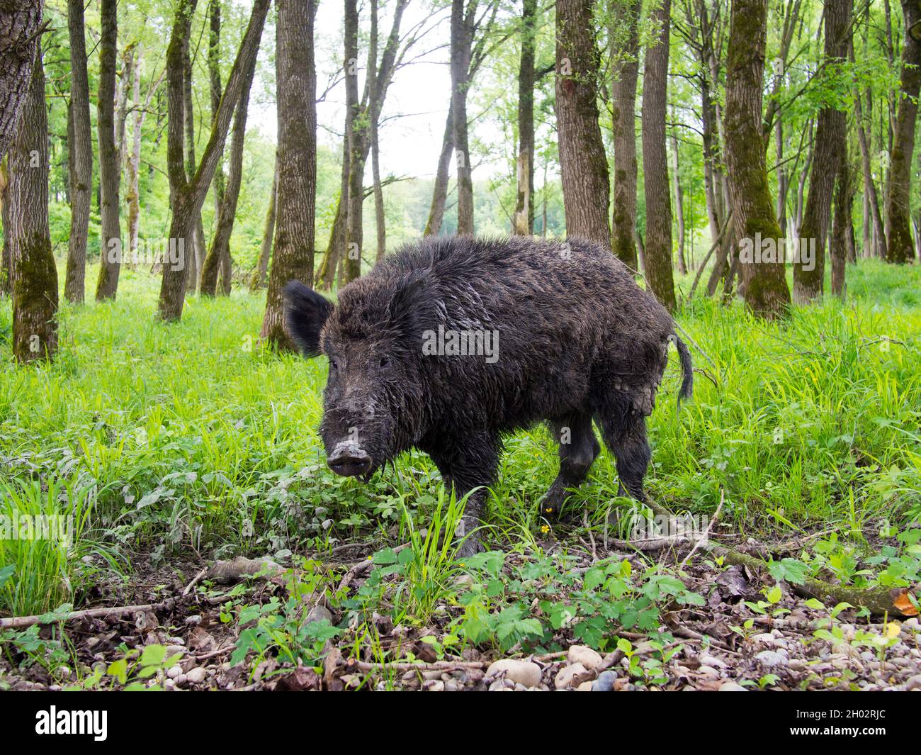 wild boar, sus scorfa in a riverside forest in austria Stock Photo - Alamy
