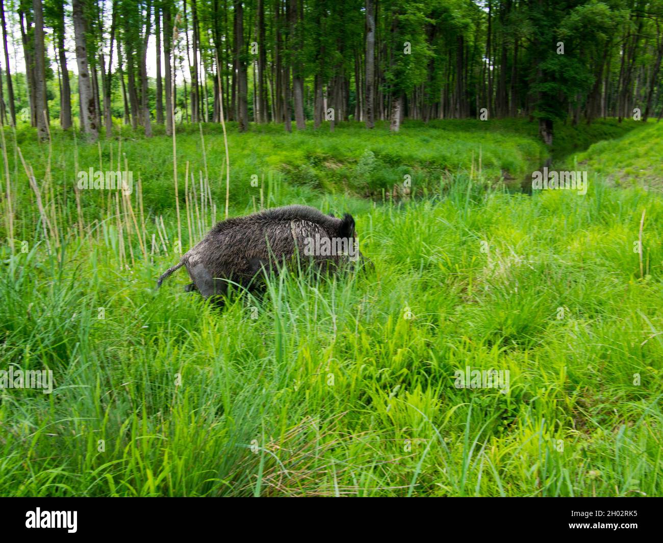 wild boar, sus scorfa in a riverside forest in austria Stock Photo - Alamy
