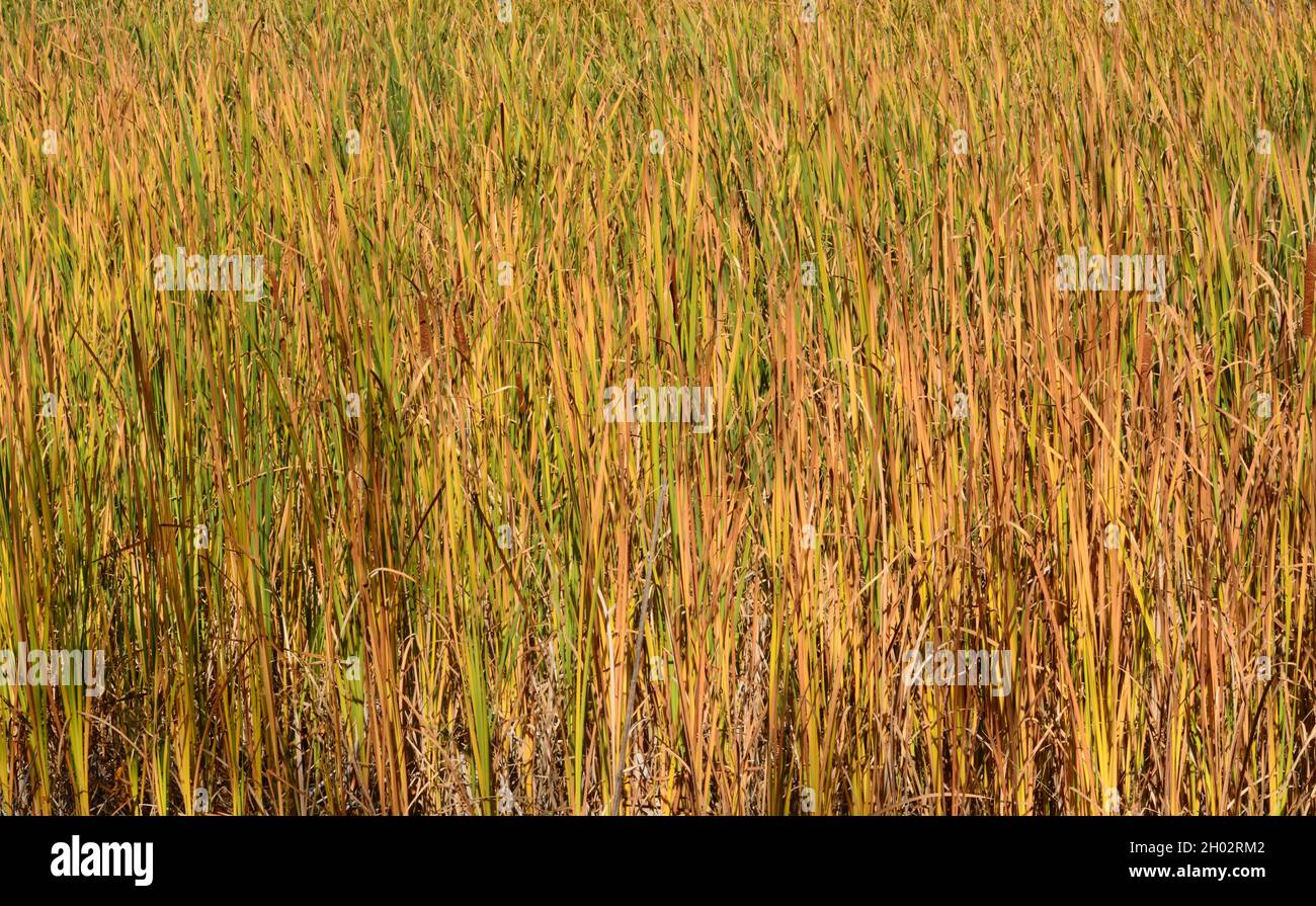 Nature background of autumn wetland golden and red cattail leaves or ...