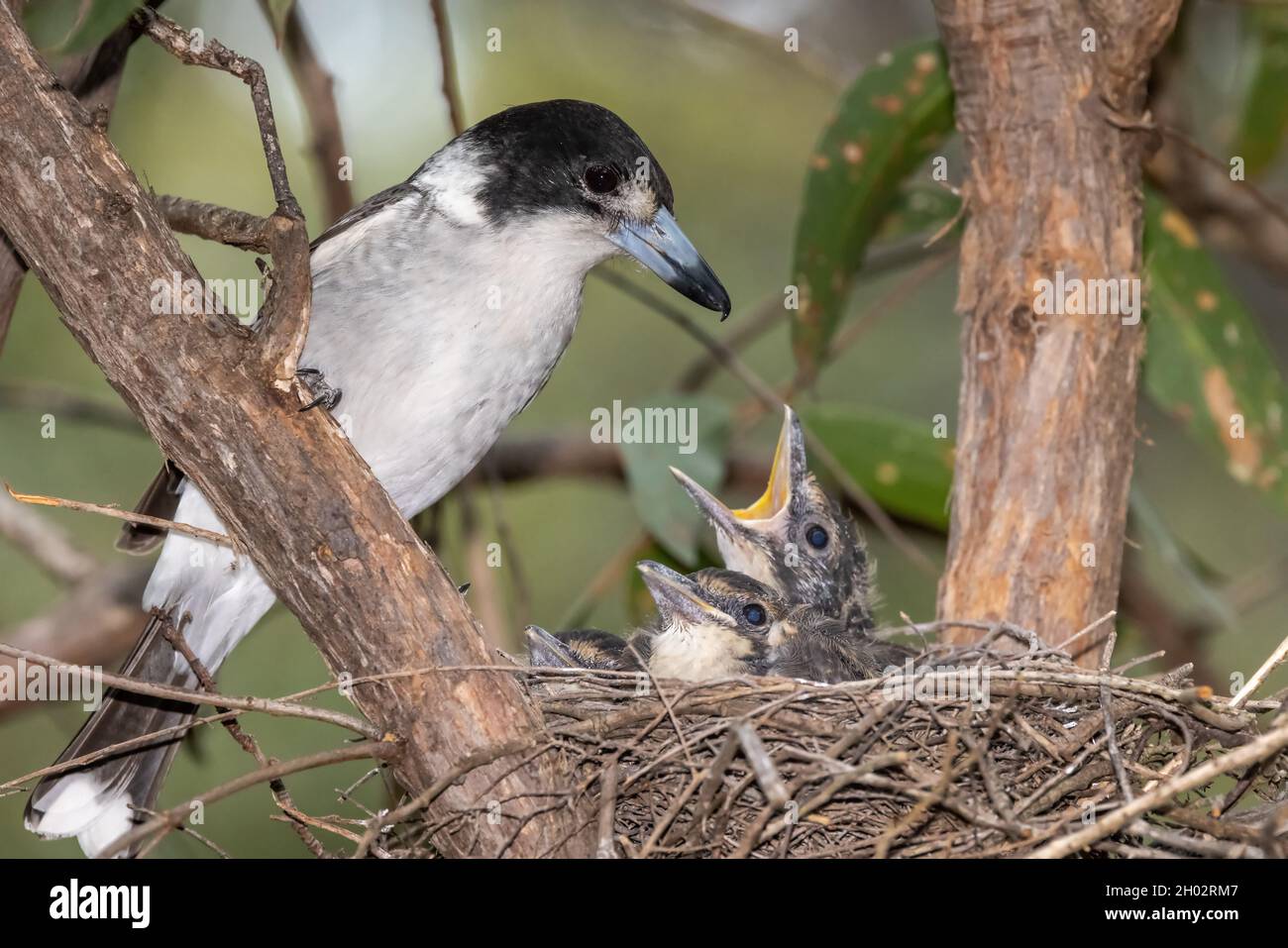 Australia bird feeding chicks hi-res stock photography and images - Alamy
