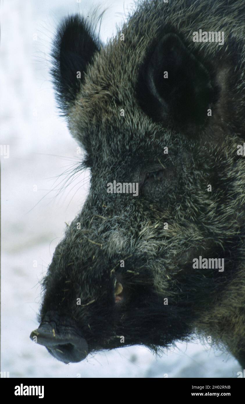 wild boar, sus scorfa in a riverside forest in austria Stock Photo - Alamy