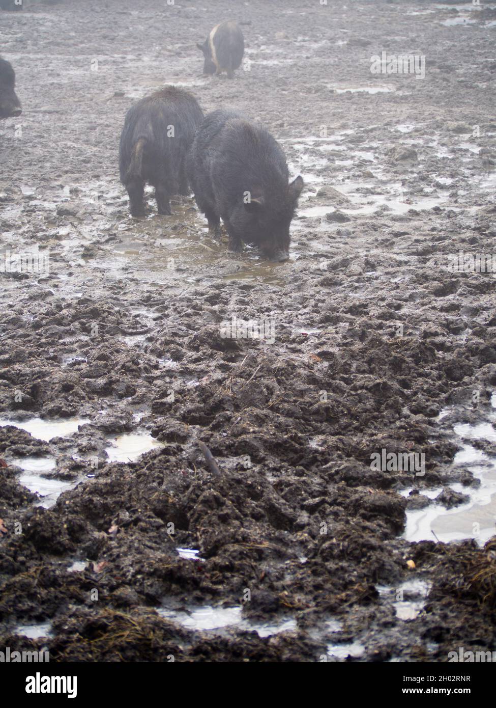 wild boar, sus scorfa in a riverside forest in austria Stock Photo - Alamy
