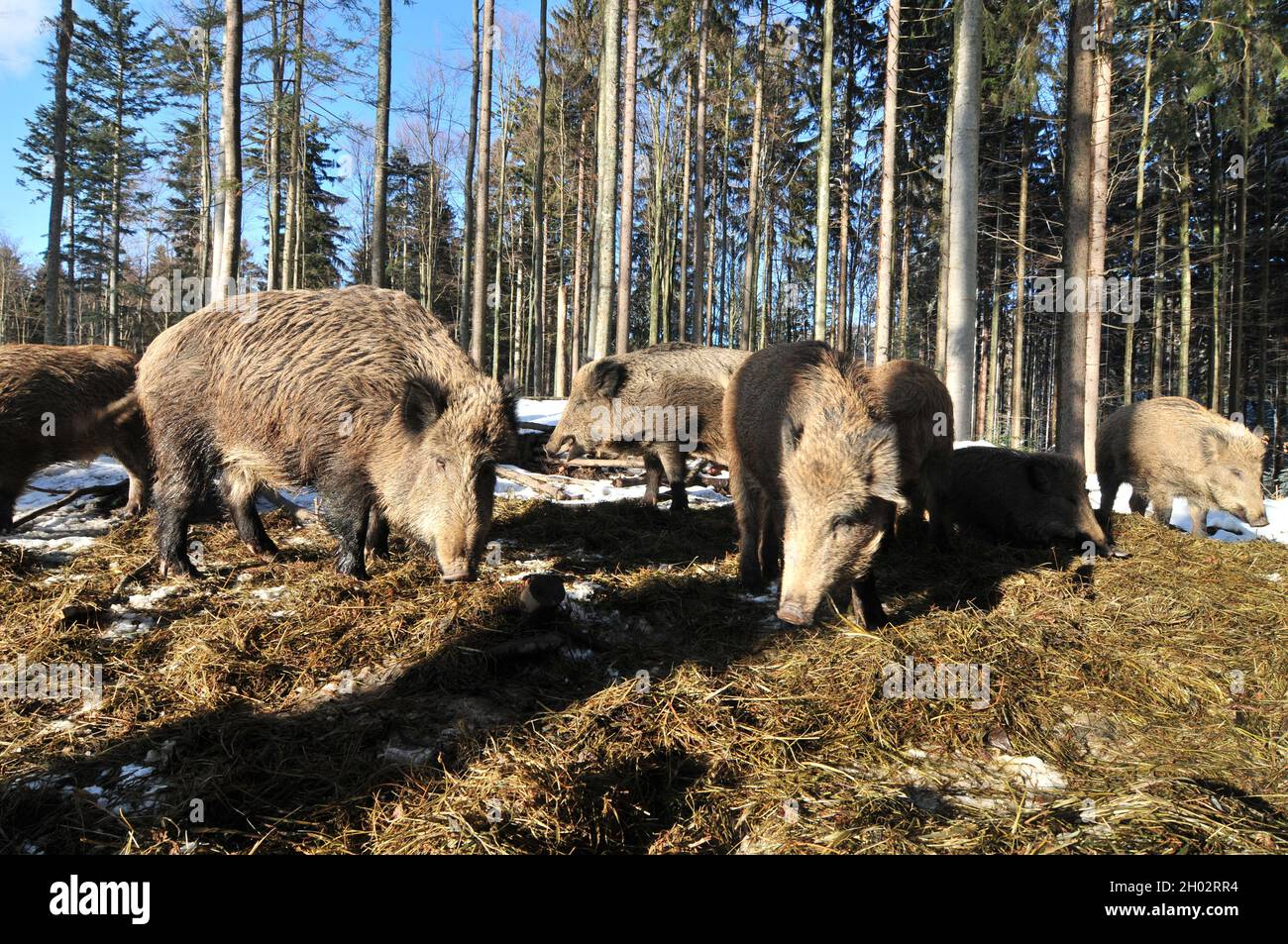 wild boar, sus scorfa in a riverside forest in austria Stock Photo - Alamy