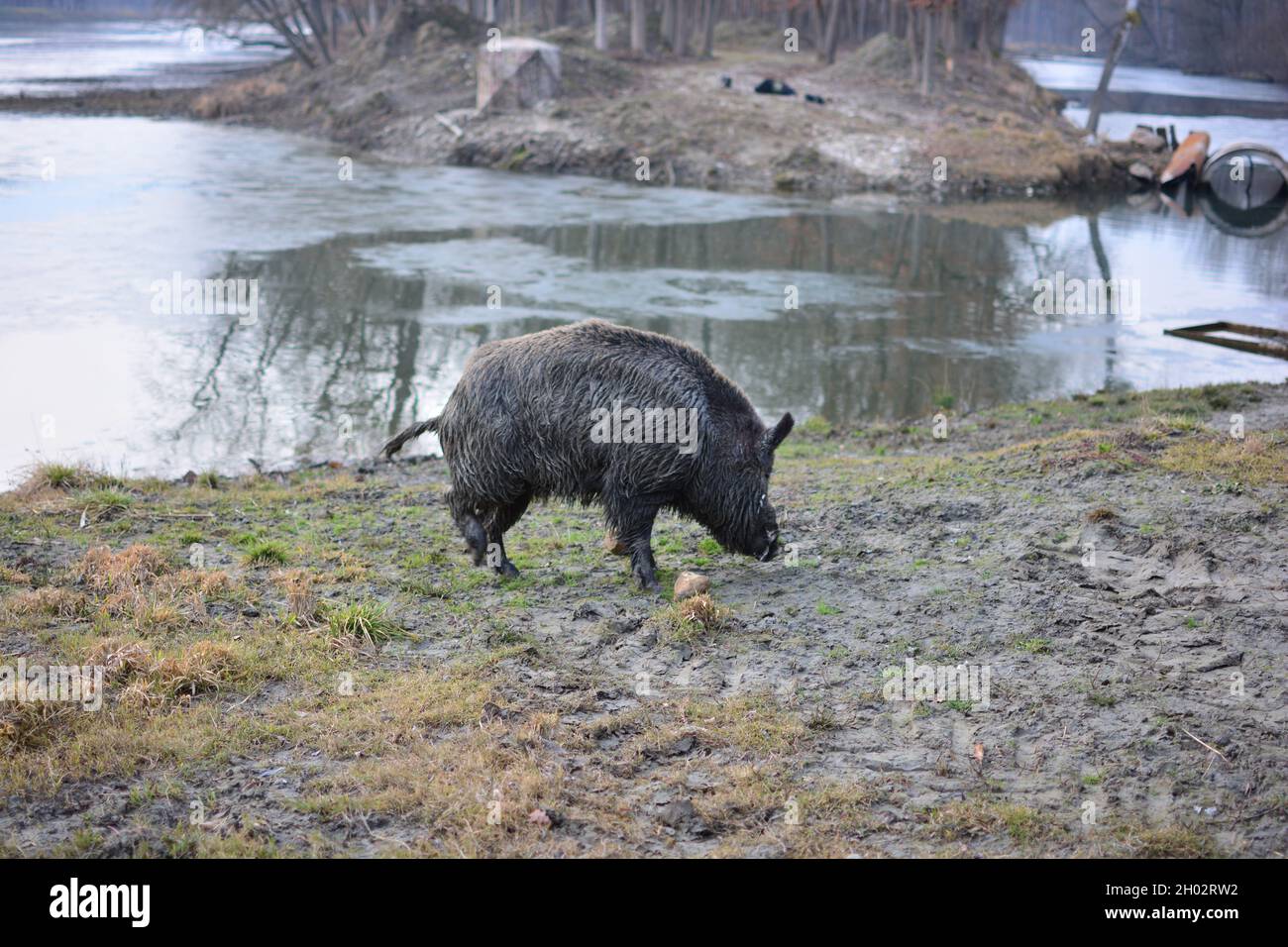 wild boar, sus scorfa in a riverside forest in austria Stock Photo - Alamy