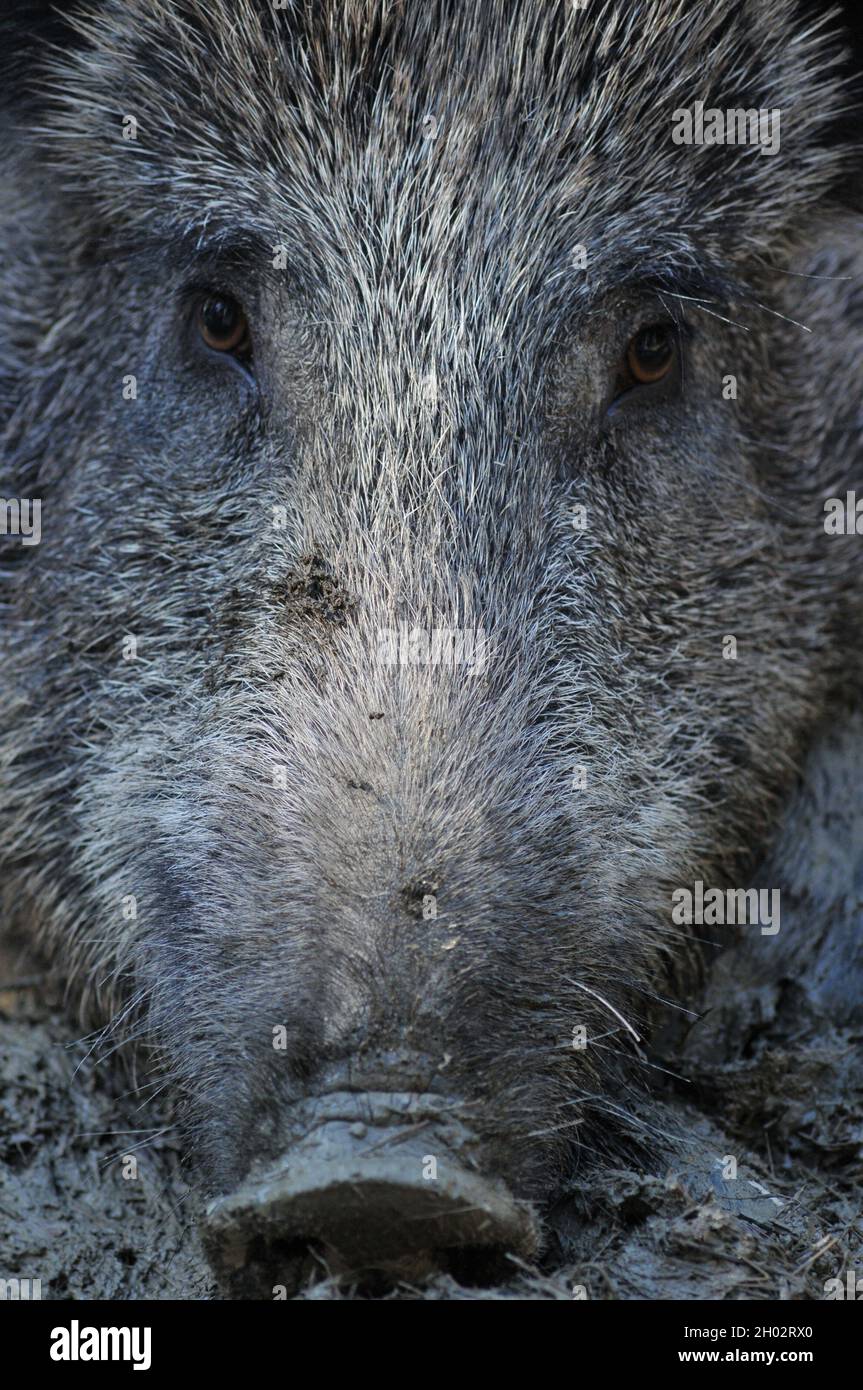 wild boar, sus scorfa in a riverside forest in austria Stock Photo - Alamy