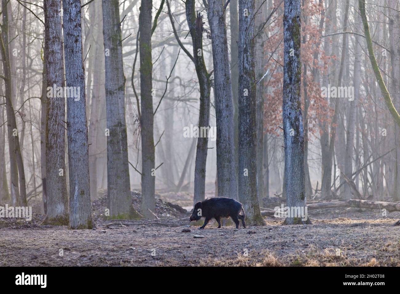 wild boar, sus scorfa in a riverside forest in austria Stock Photo - Alamy