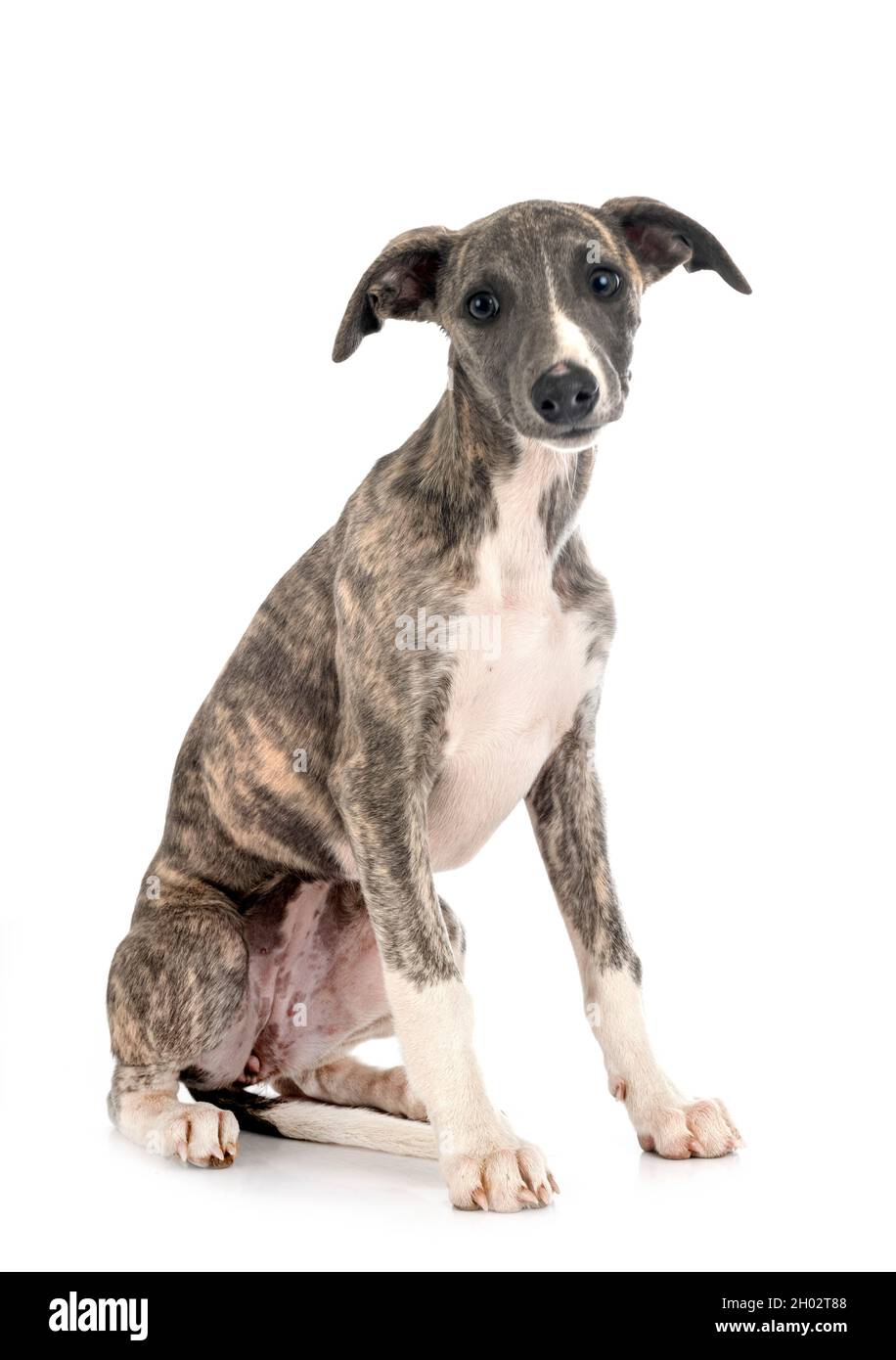 English Whippet in front of white background Stock Photo - Alamy