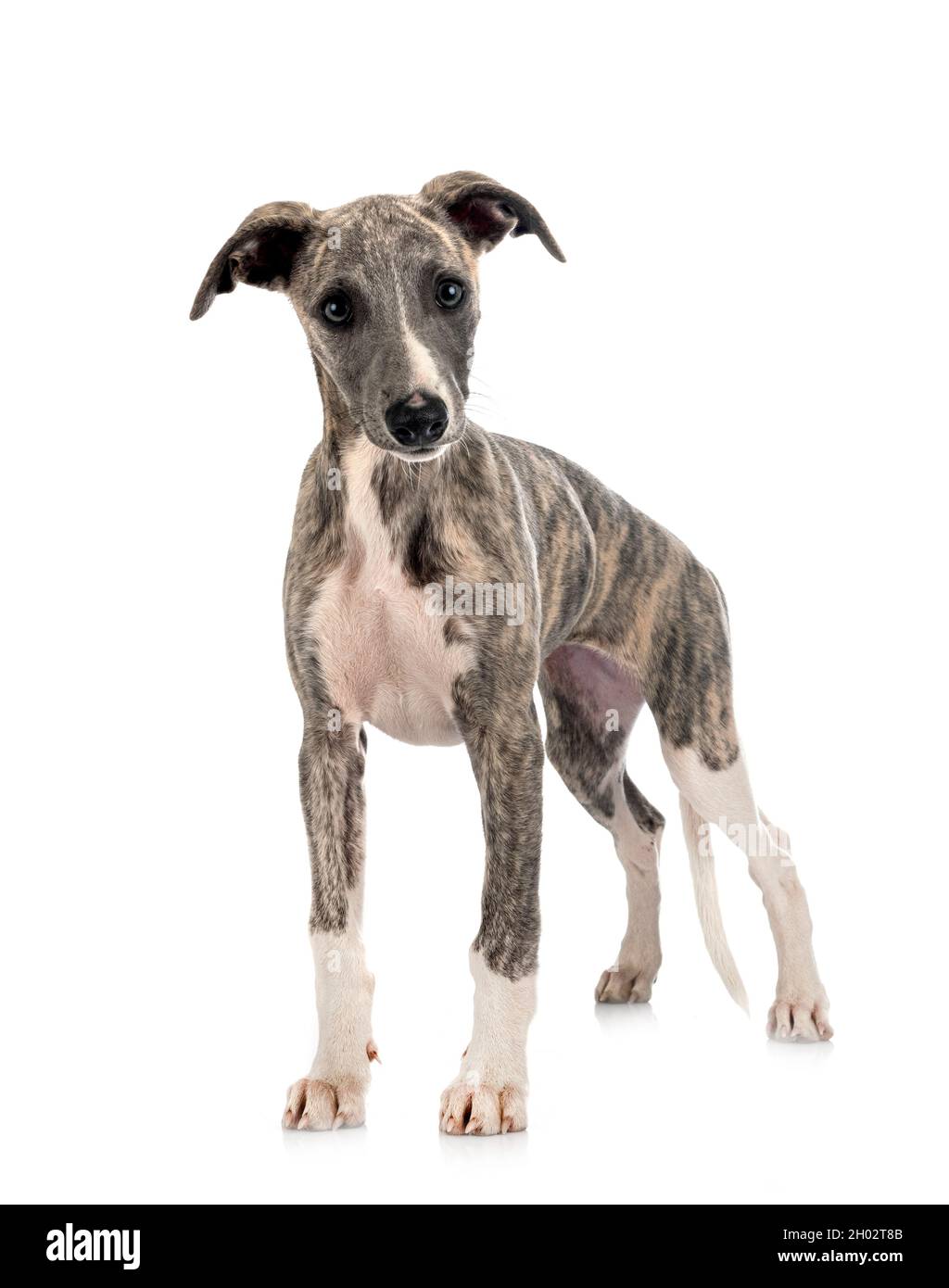 English Whippet in front of white background Stock Photo - Alamy