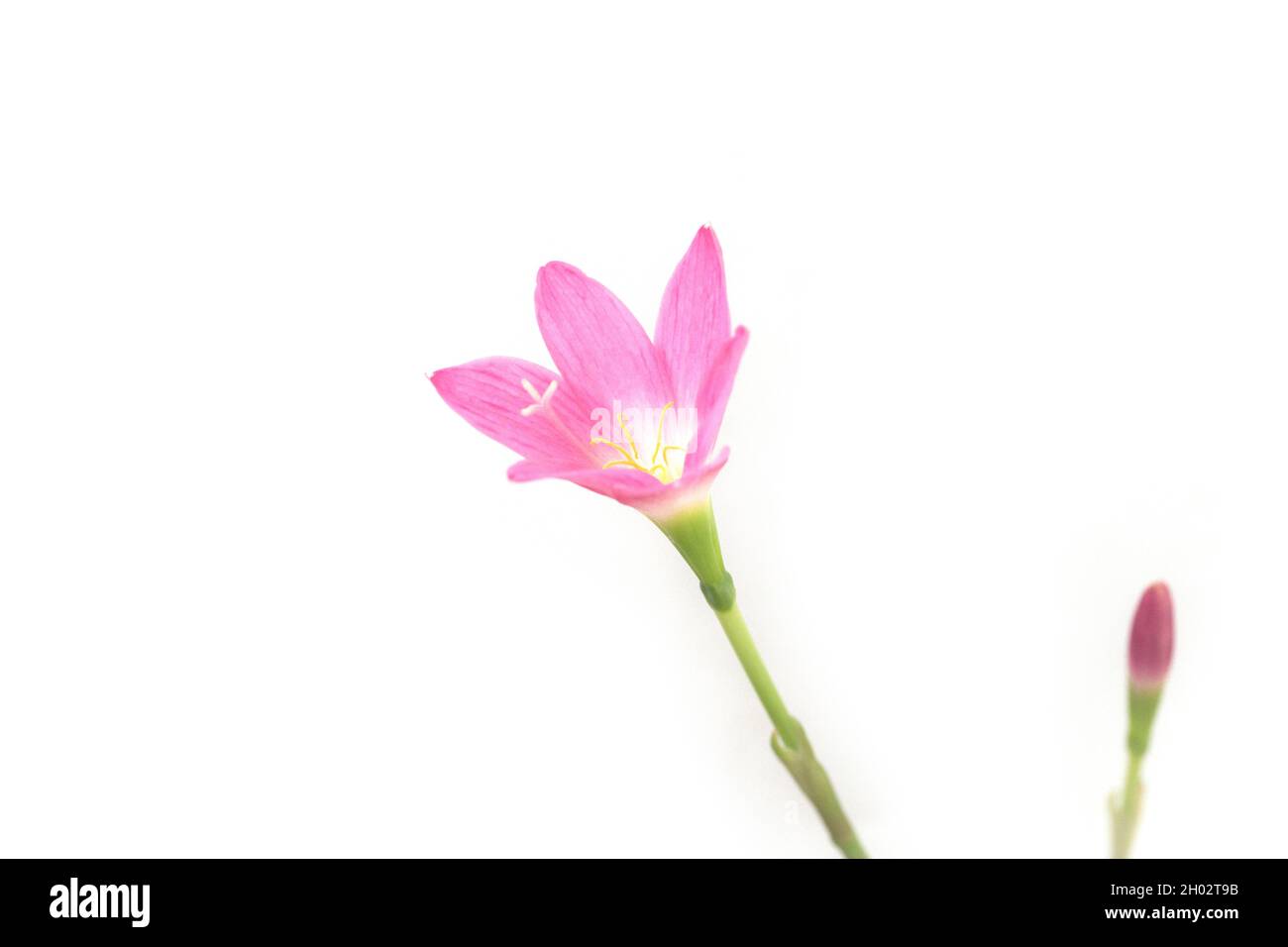 Beautiful pink flowers on white background Stock Photo - Alamy