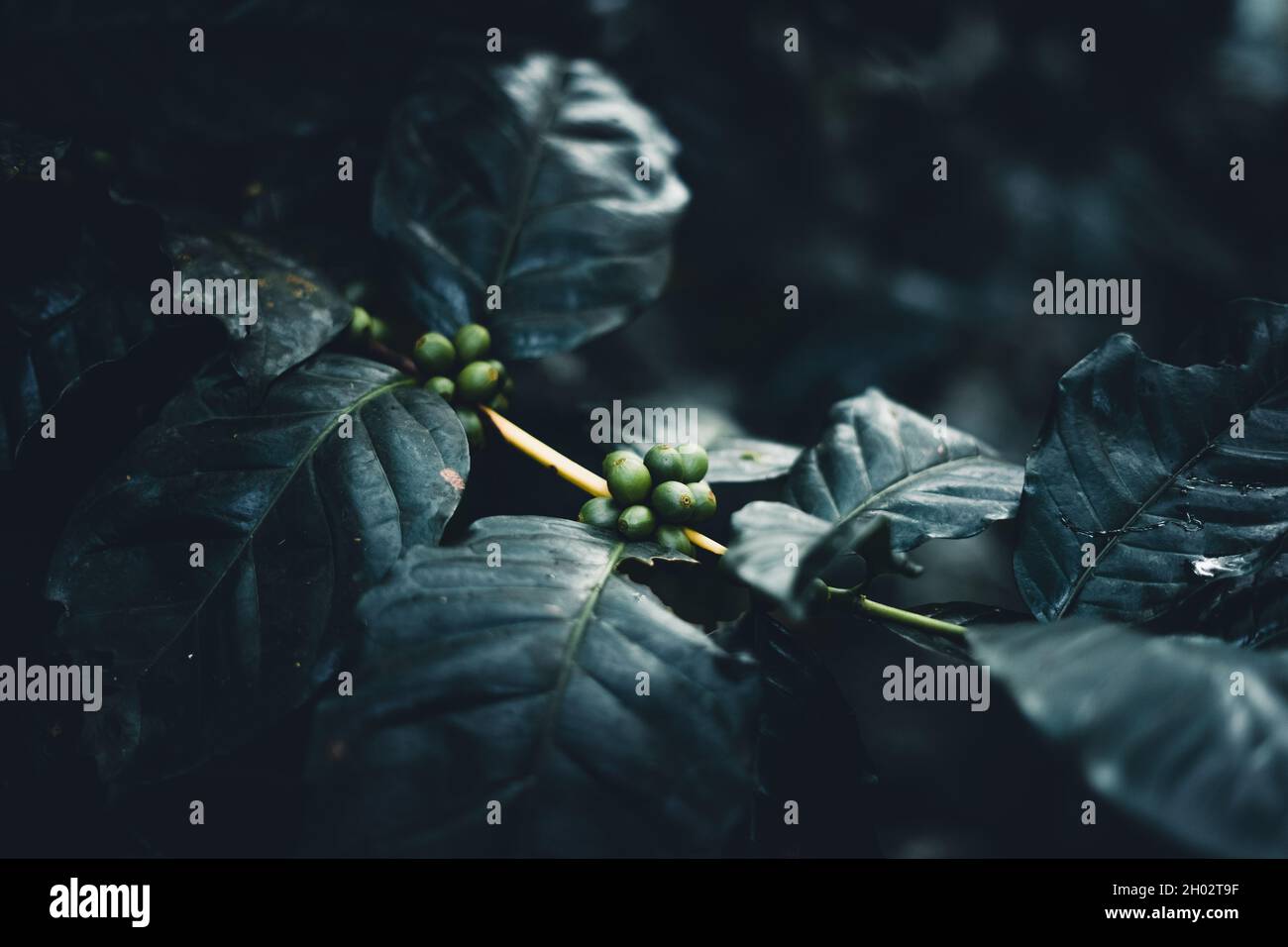 Trees and coffee trees in the foggy forest in the morning Stock Photo ...