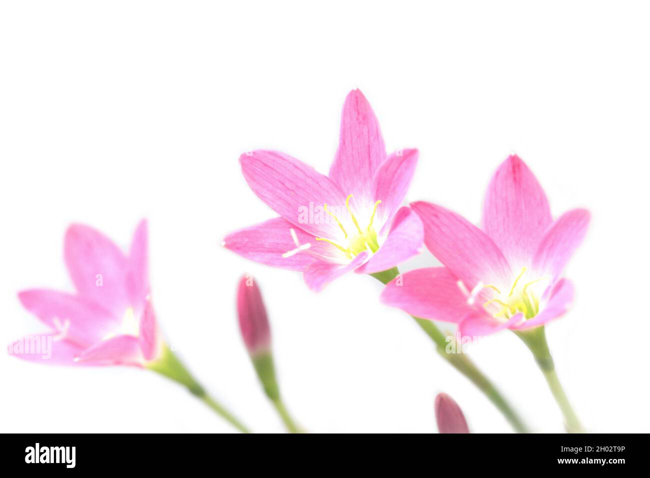 Beautiful pink flowers on white background Stock Photo - Alamy