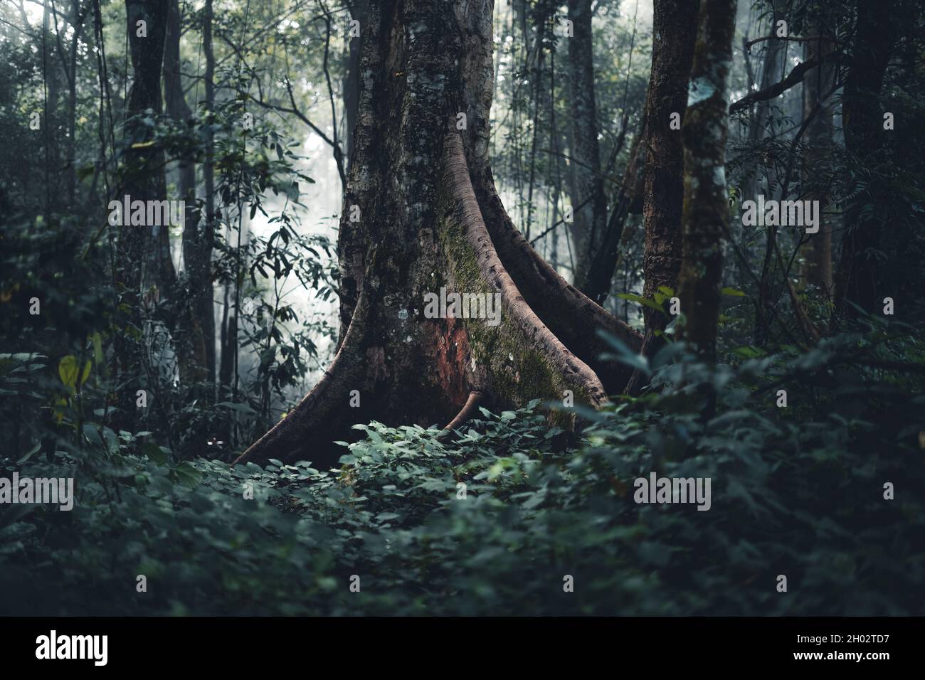 Trees and coffee trees in the foggy forest in the morning Stock Photo ...