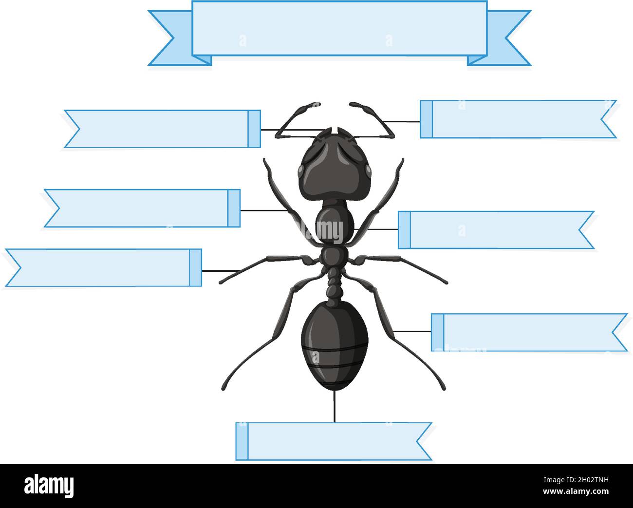 External Anatomy of an ant worksheet illustration Stock Vector Image ...