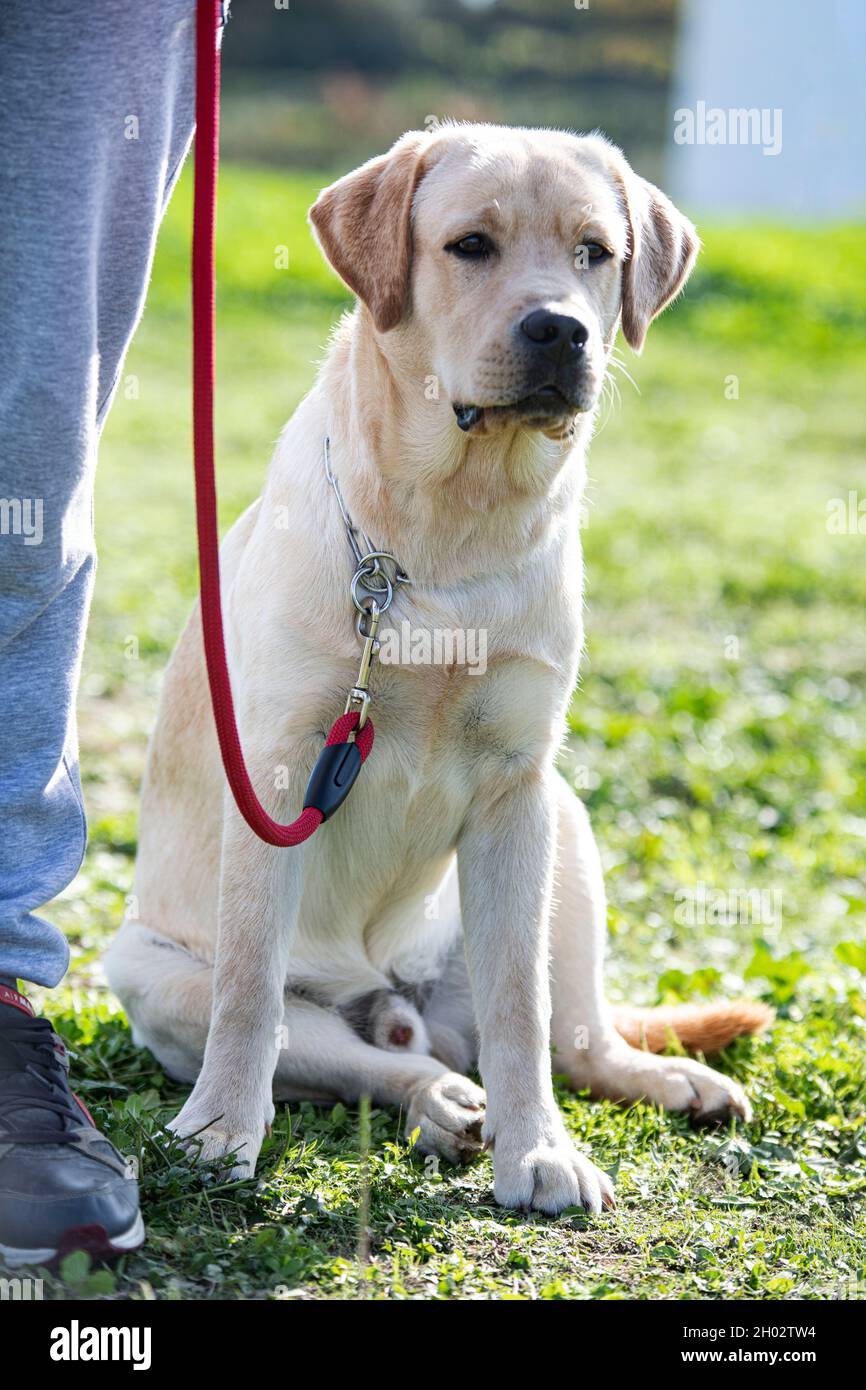 training of a labrador retriever for obedience in nature Stock Photo ...