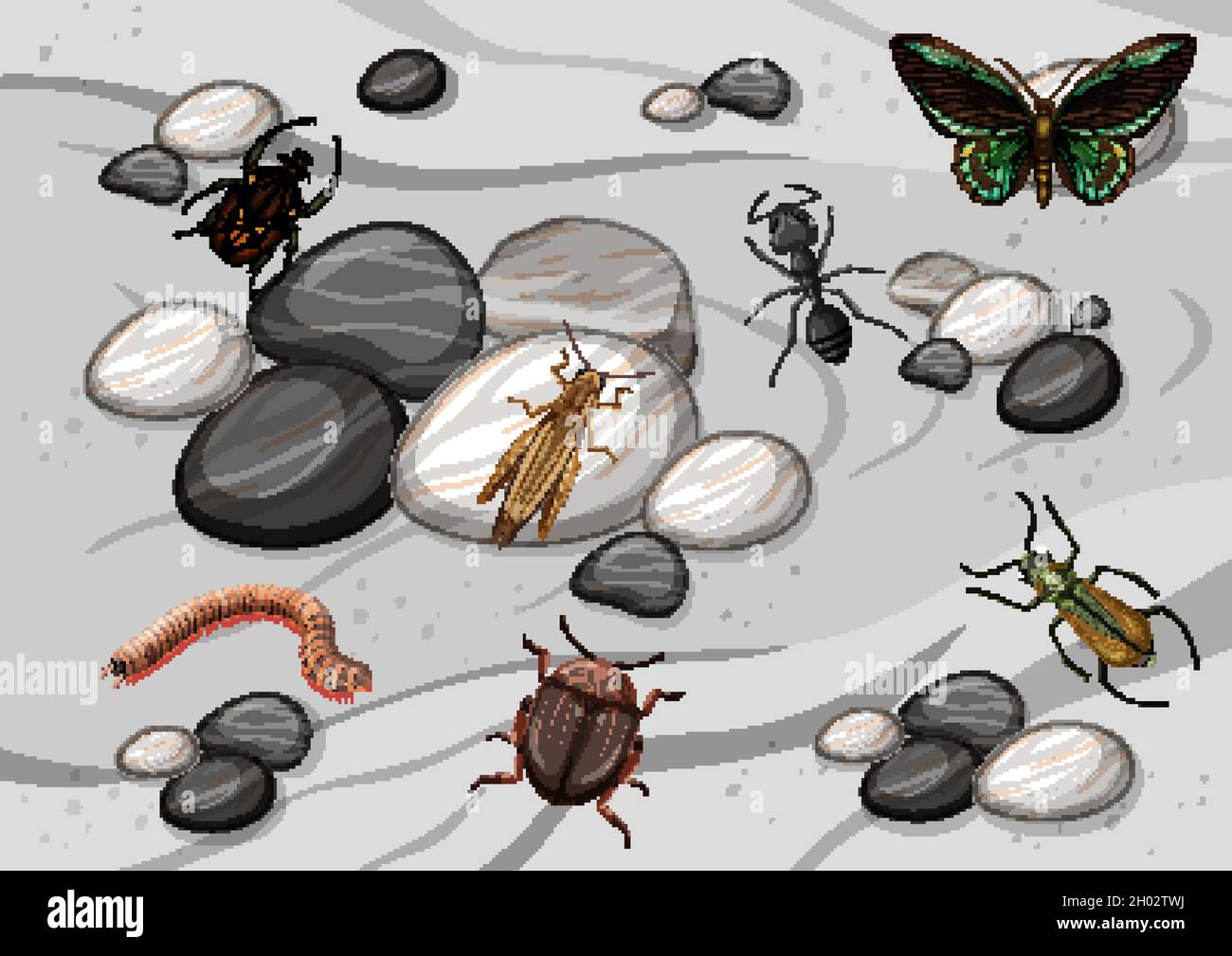 Top view of different types of insect illustration Stock Vector Image ...