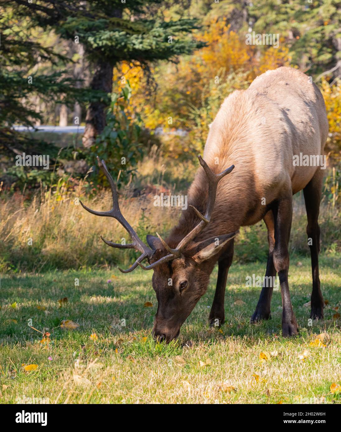 Bull elk banff national park hi-res stock photography and images - Alamy