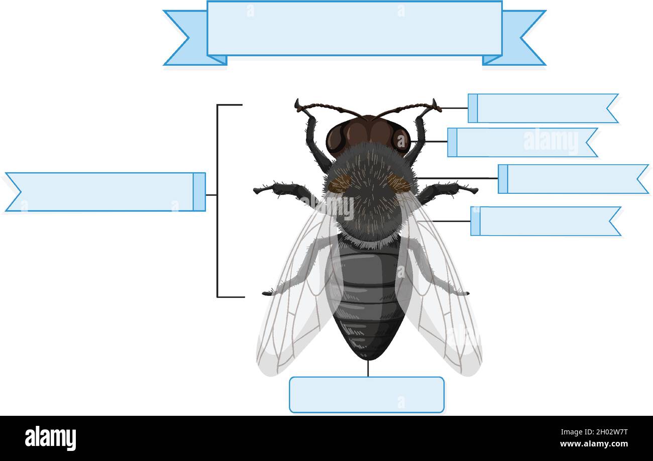 External Anatomy of a fly worksheet illustration Stock Vector Image ...