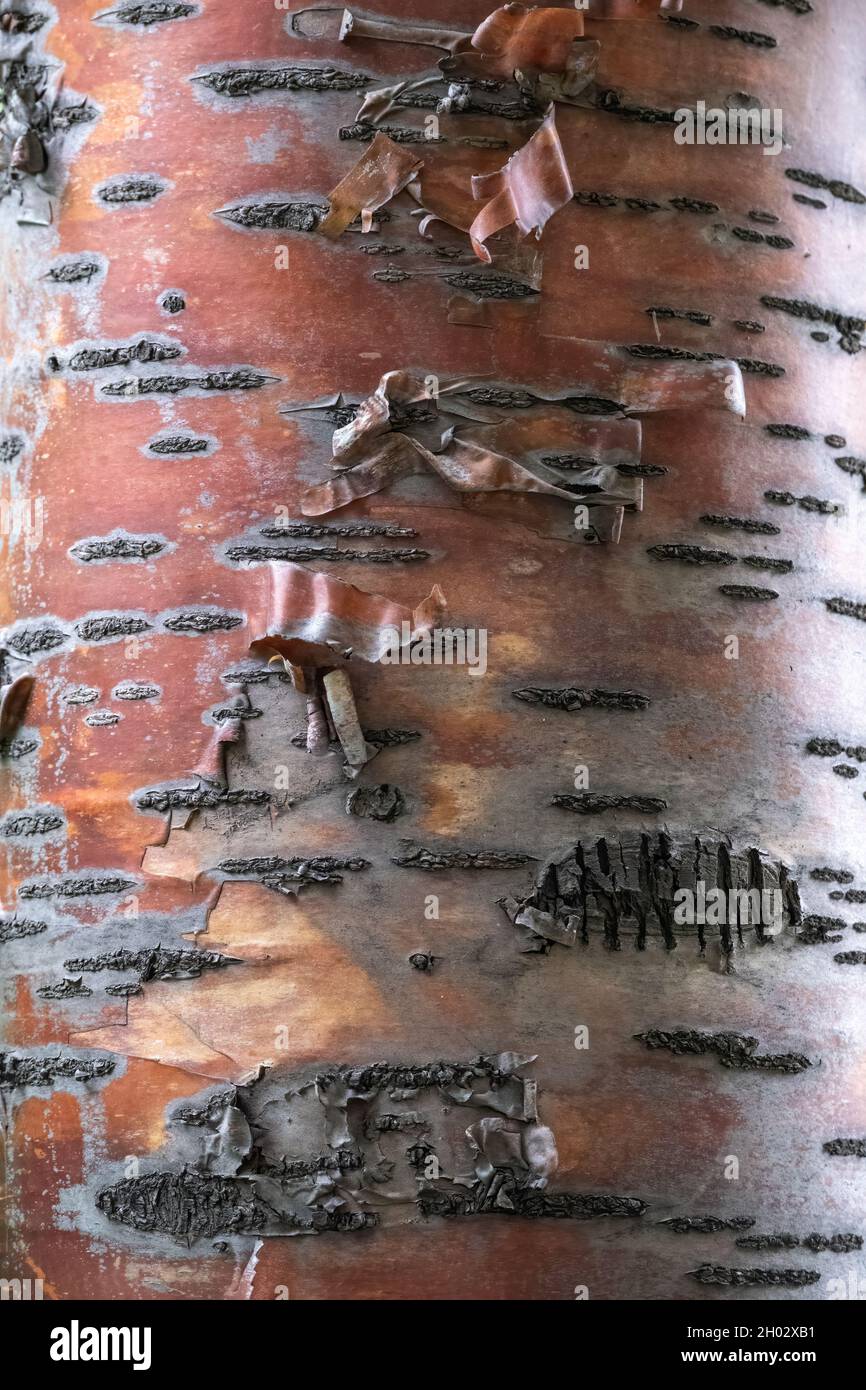 Prunus padus, bird cherry, hackberry, hagberry, Mayday tree golden bark ...