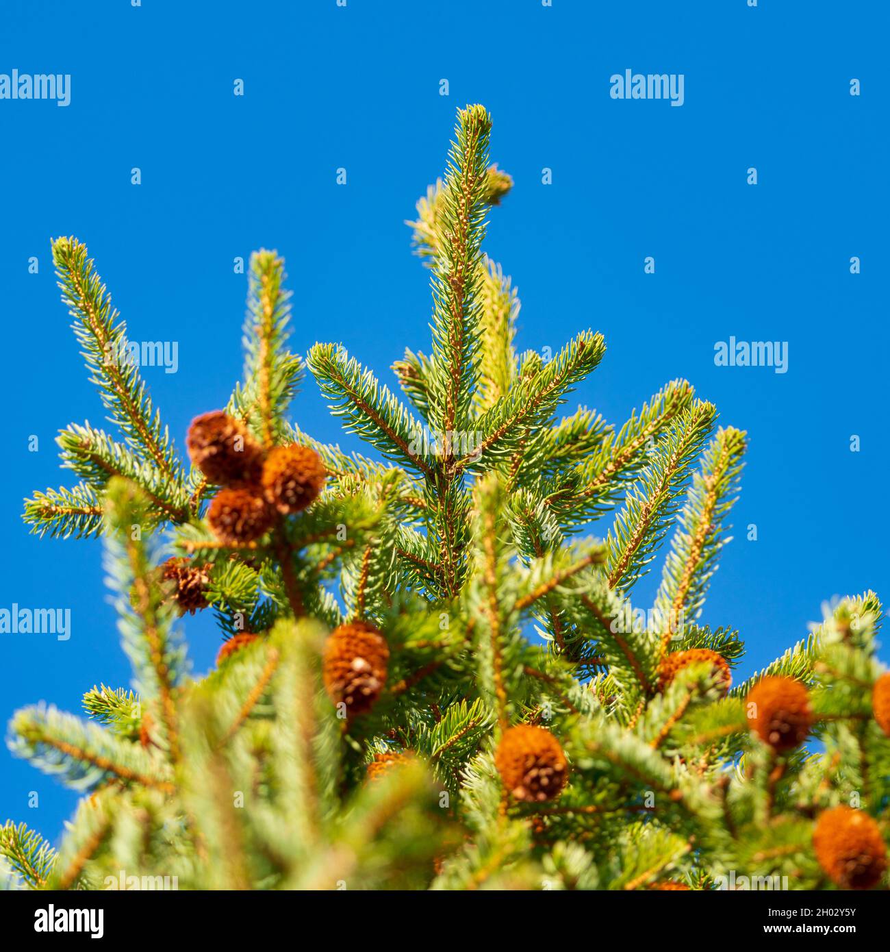 Pine tree green hi-res stock photography and images - Alamy