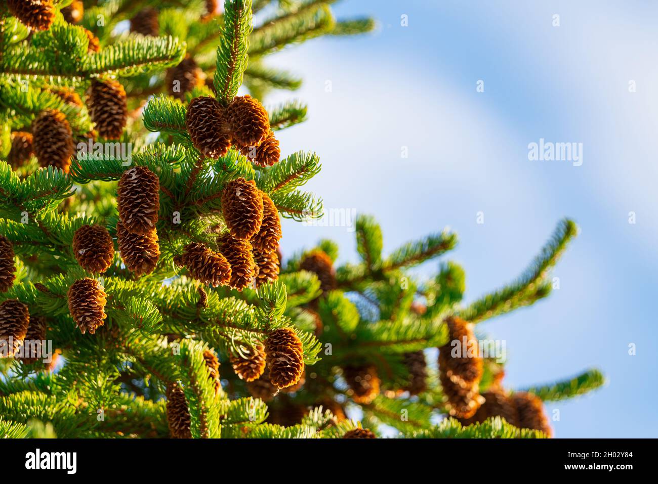 Green prickly branches of fur-tree on background of blue sky with white ...