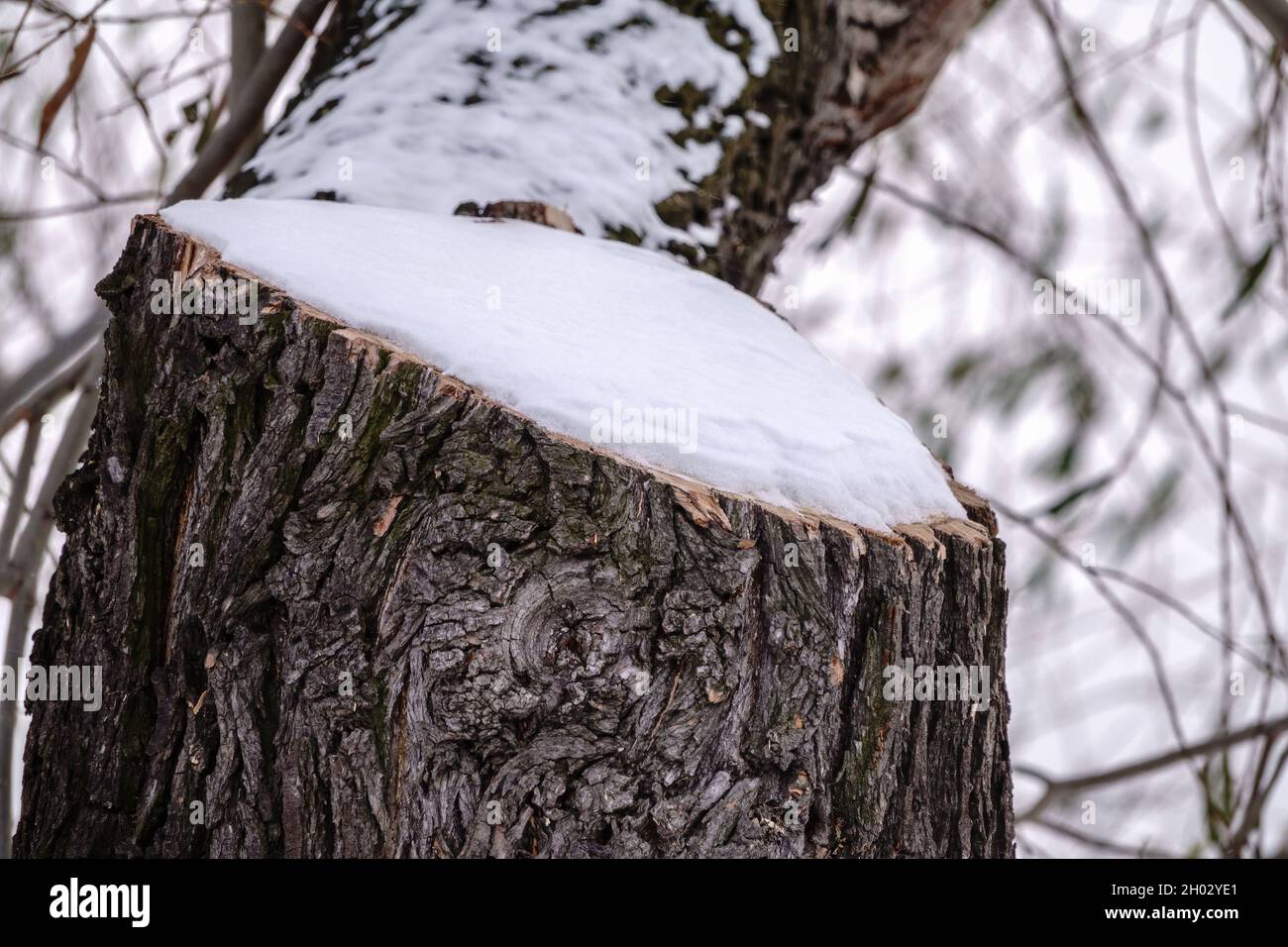 Tree stumps under the snow in the winter forest. Winter background ...