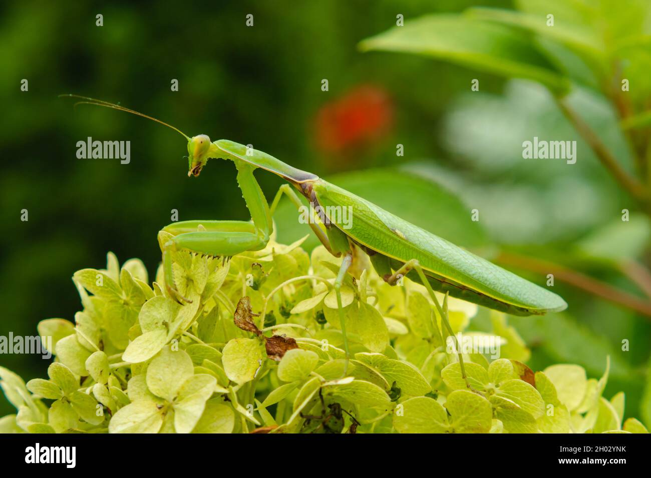 Large green mantis on the leaves of a flower. Side view. Blurred ...