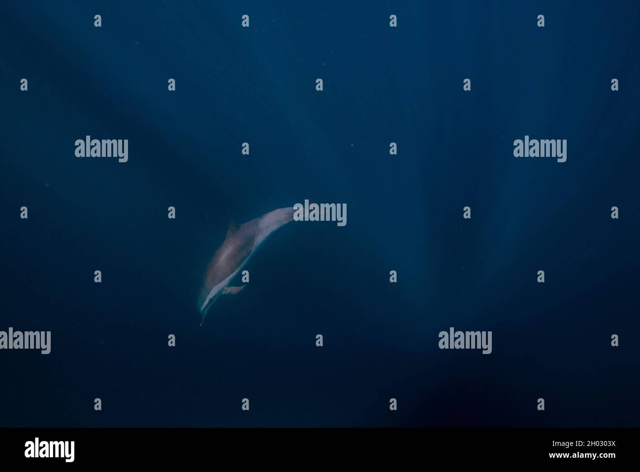 Spotted sardine hi-res stock photography and images - Alamy