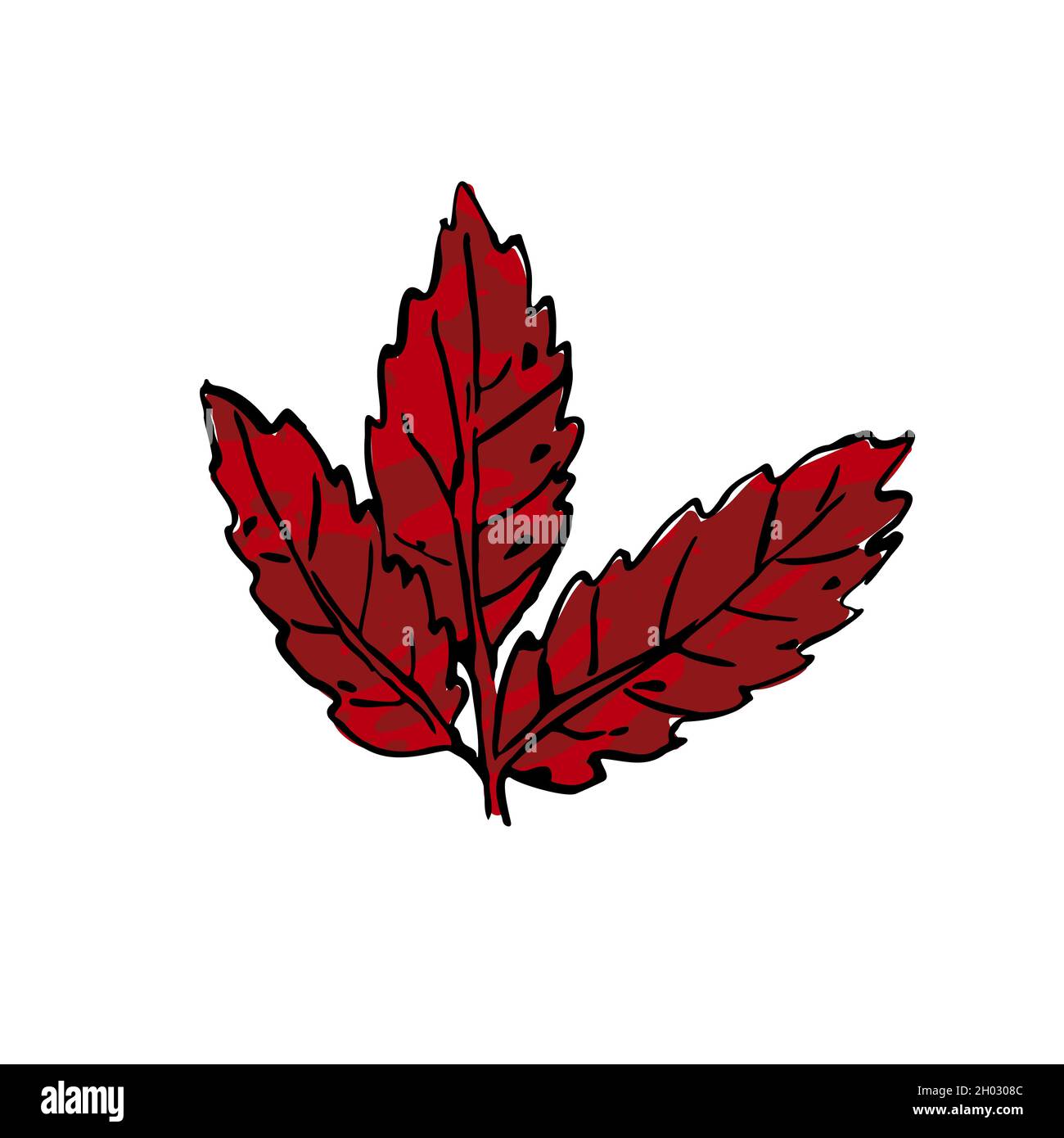 Summer sketch Red leaf. Hand-drawn line textured color herb on white ...