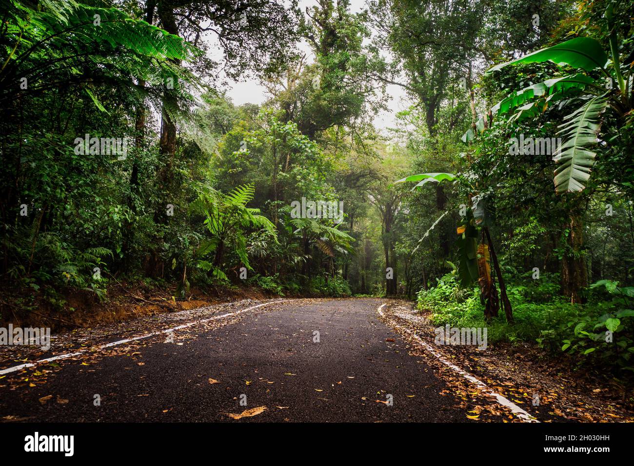 The road in the mysterious forest Stock Photo - Alamy